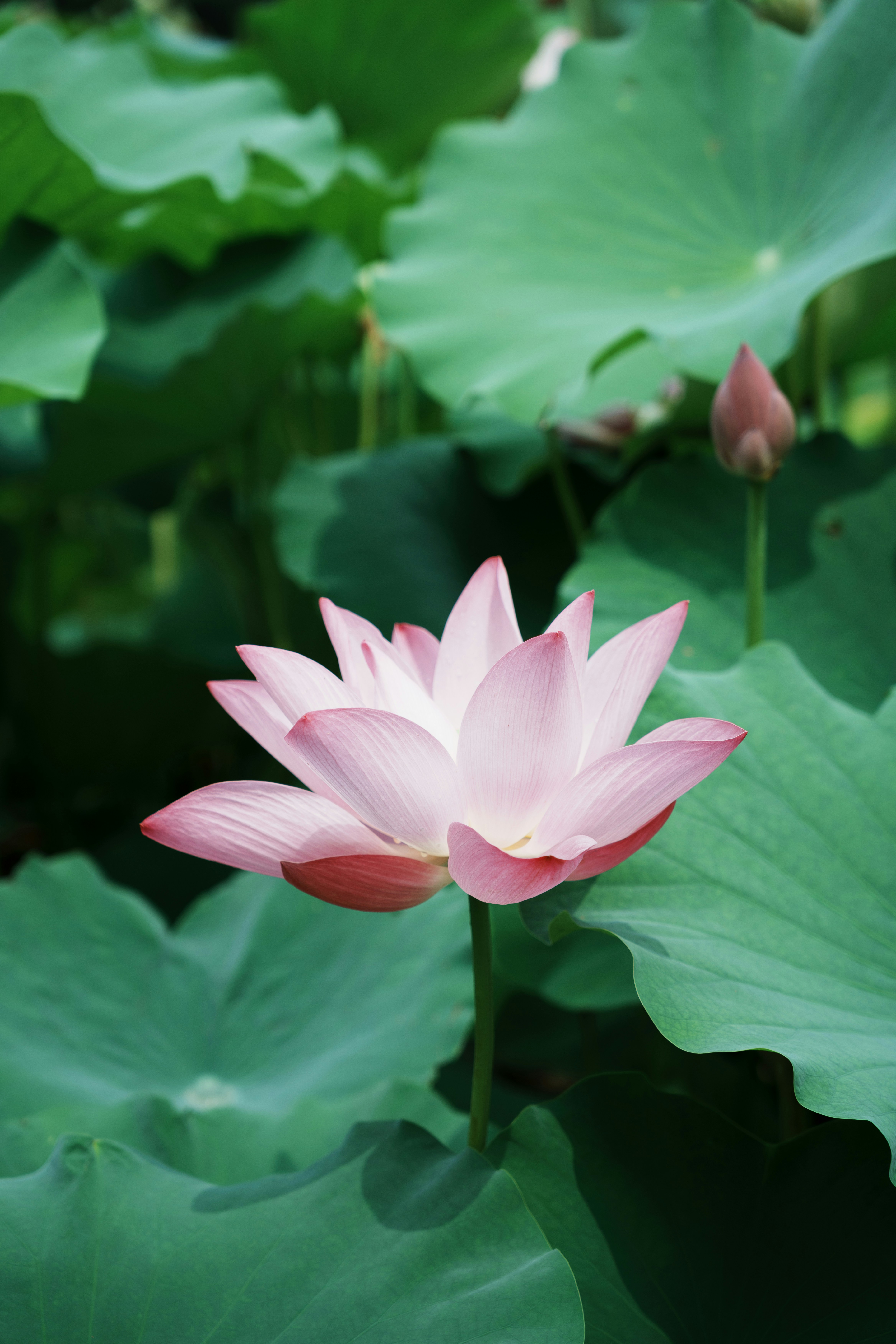 Pink Lotus in Morning Light Rising from Emerald Leaves