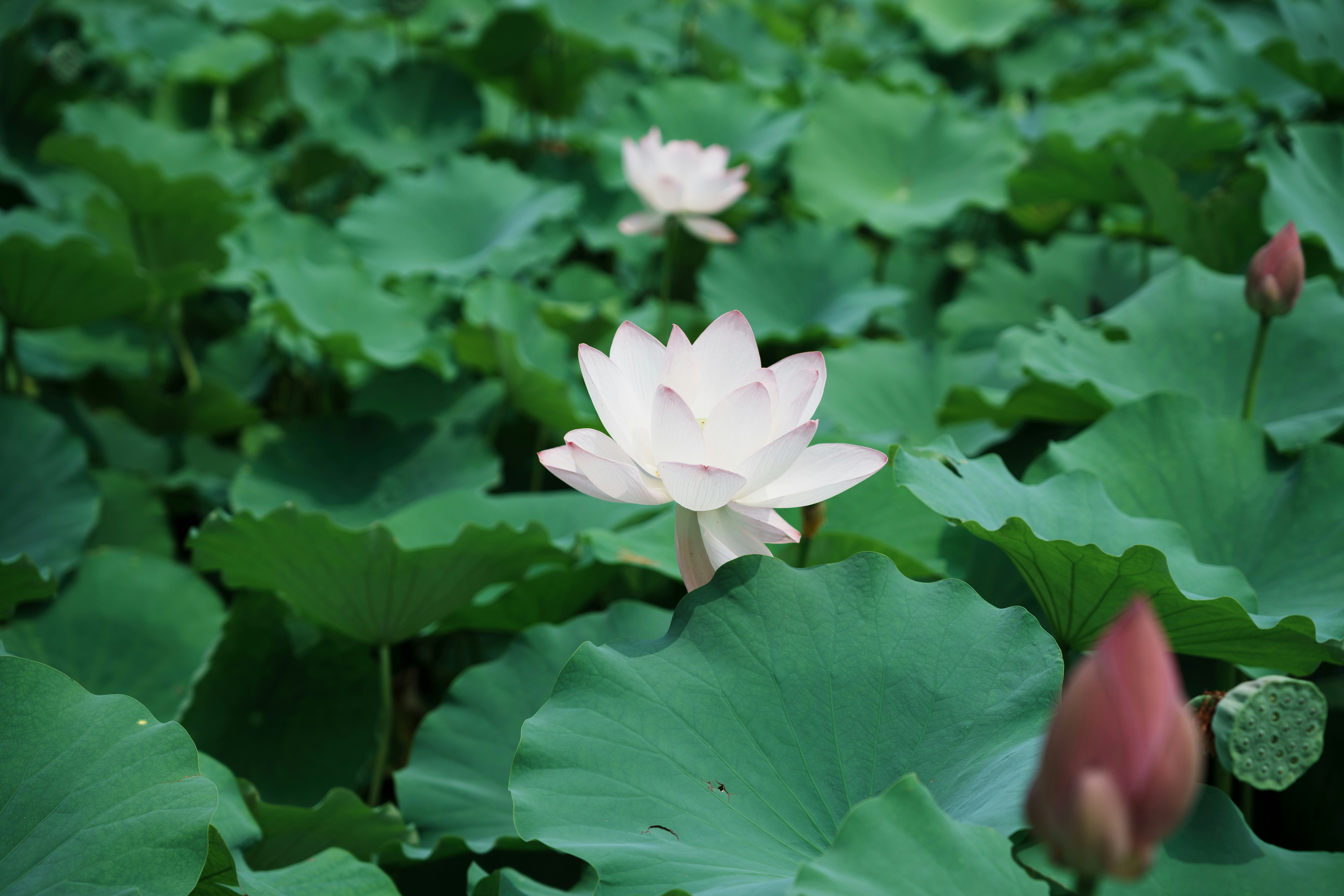 Centered Lotus Bloom Amid a Sea of Leaves
