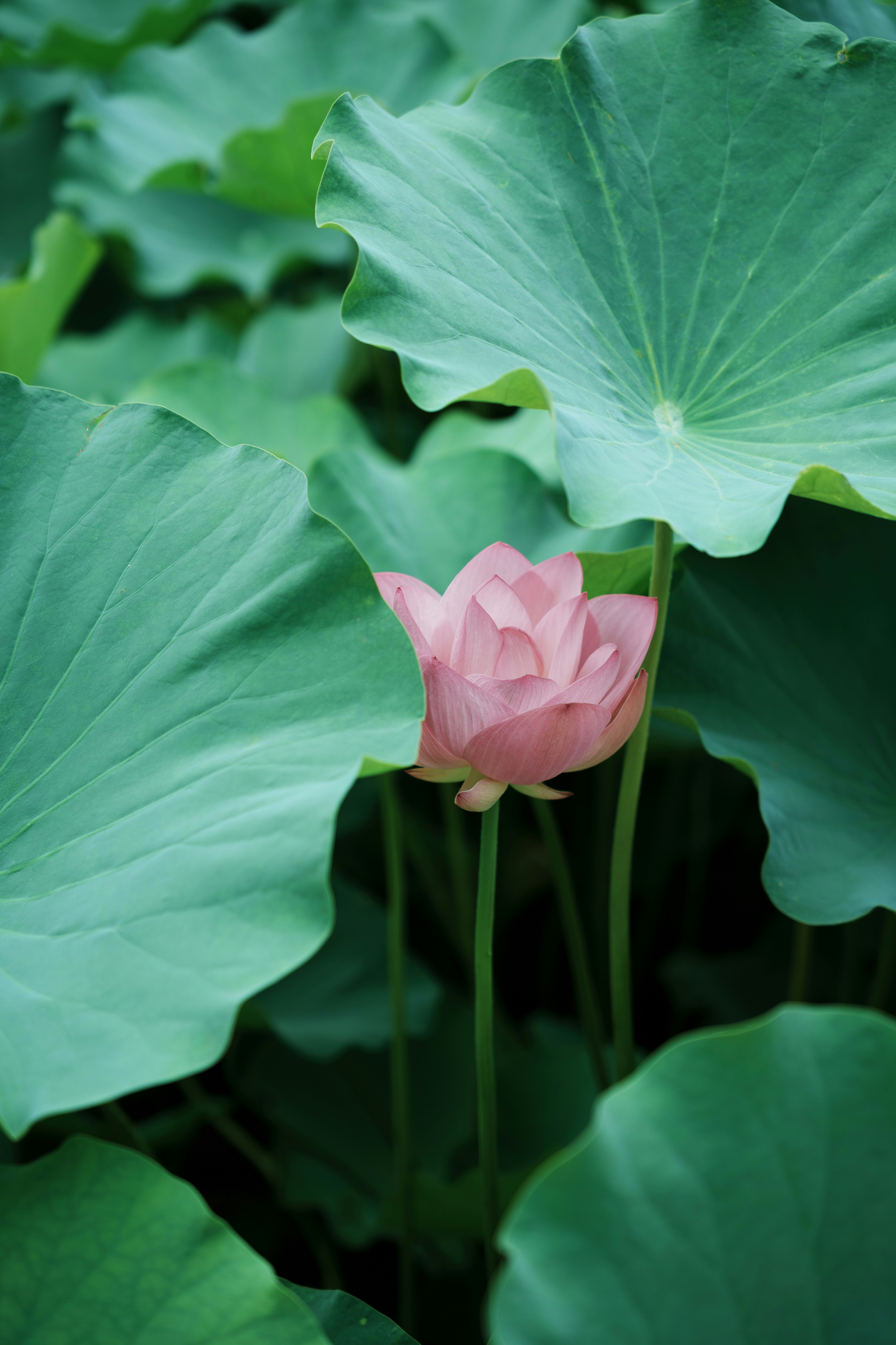 Pink lotus peeking through emerald cushions