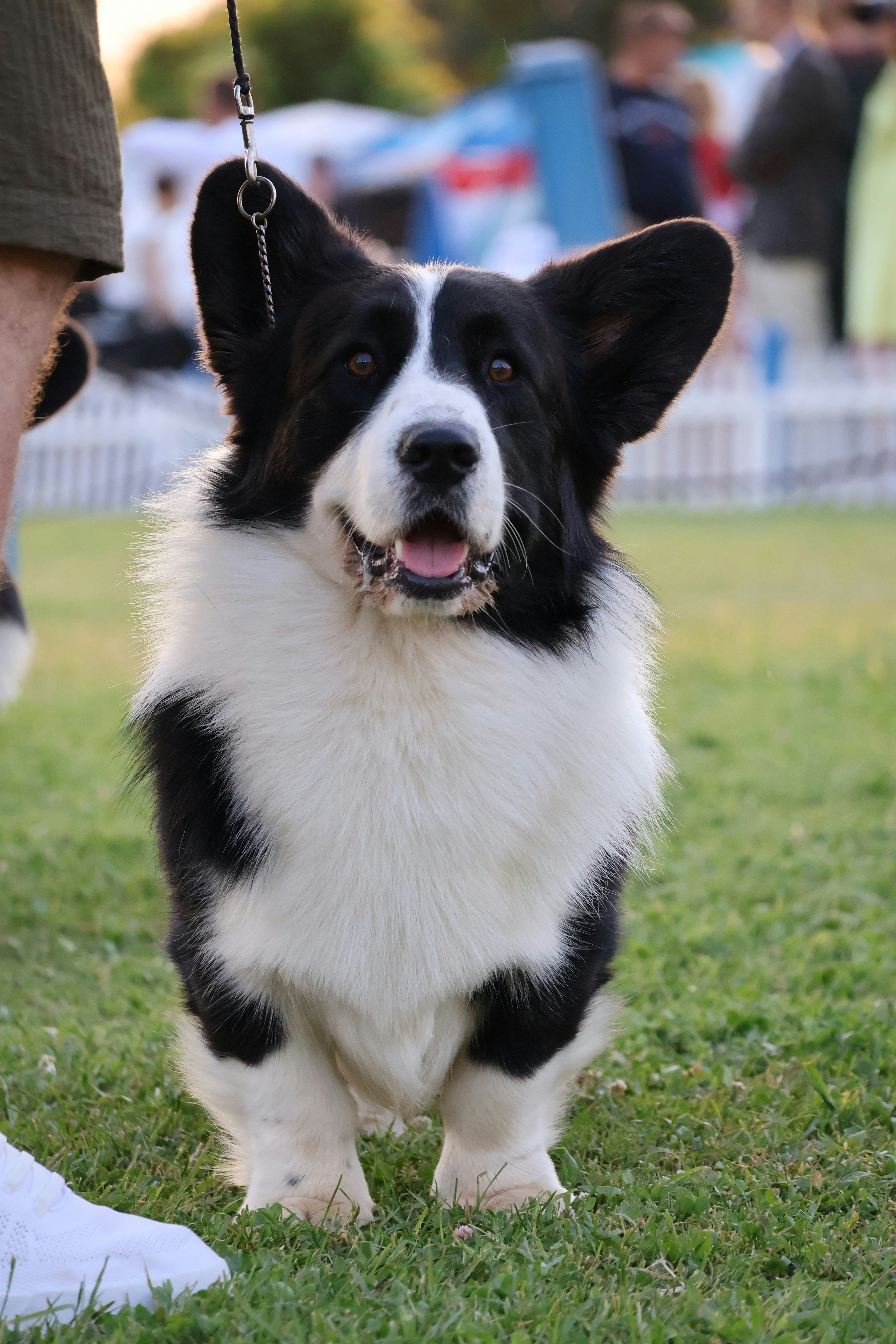 Border Collie at Attention: A Friendly Parade Focus