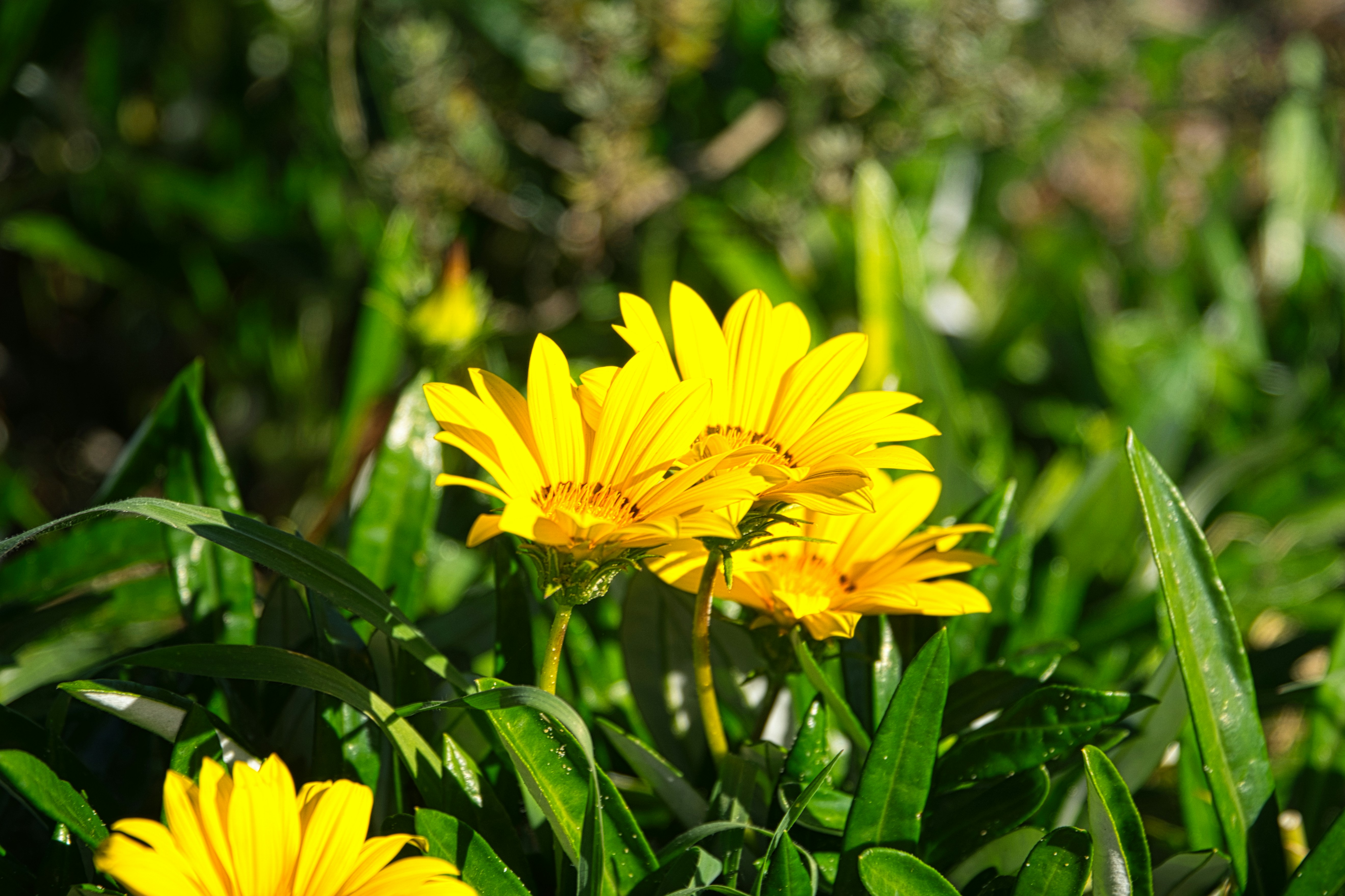 Sunlit Canary Blooms: A Close-Up of Golden Petals in Green Spring Light