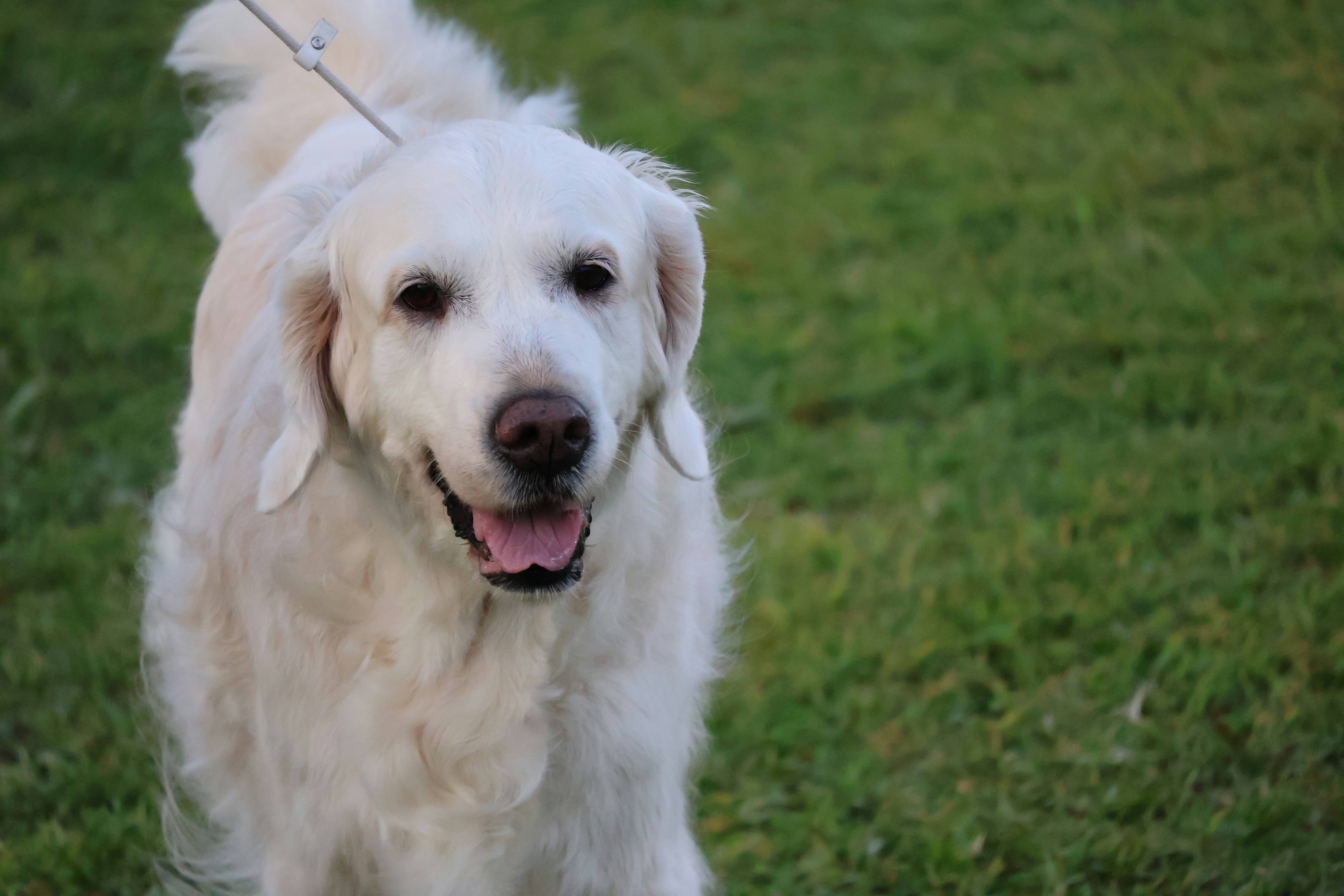 White retriever in sunlit park: a candid portrait on green grass