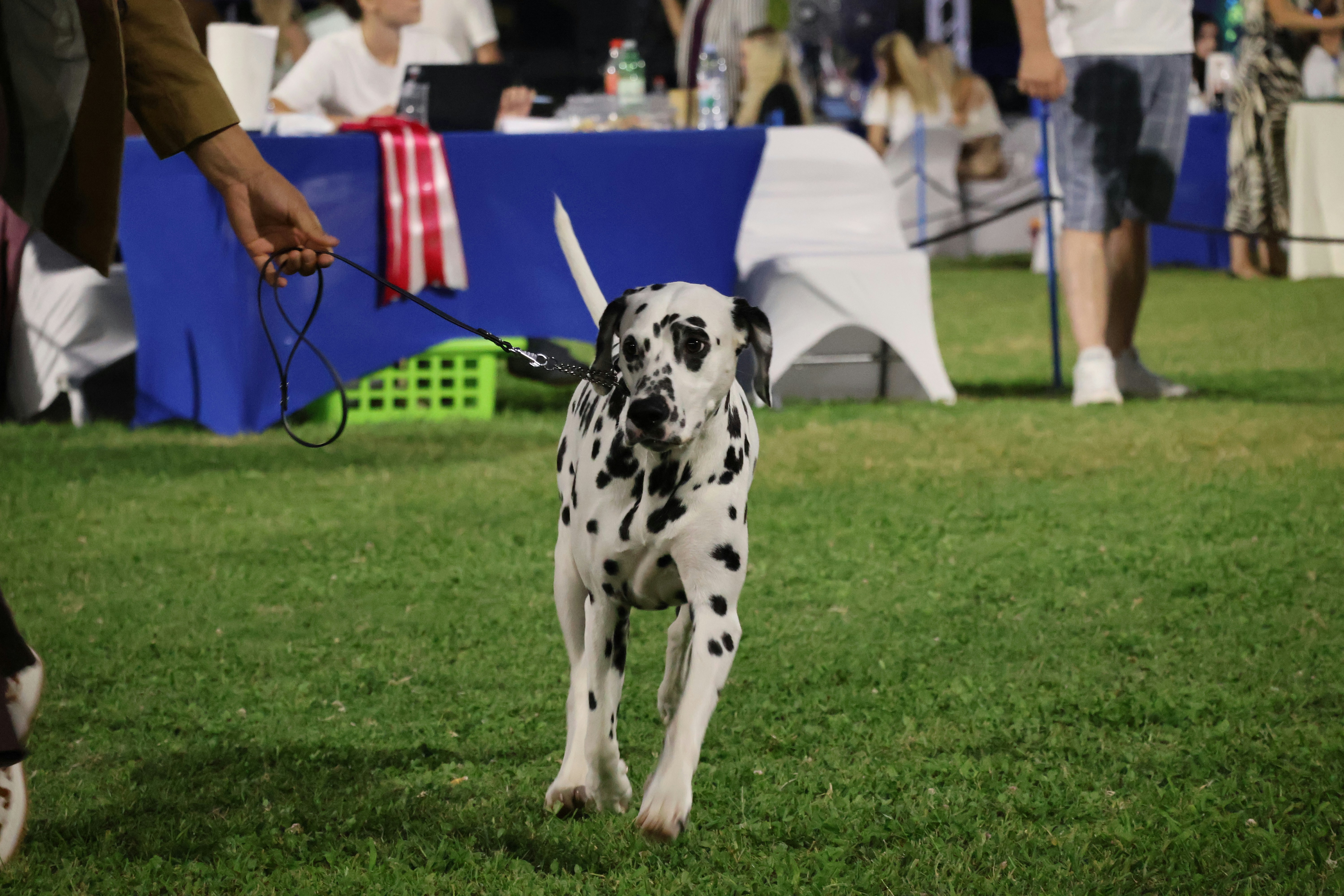 Dalmatian on the Leash: A Gleaming Dash Across the Lawn