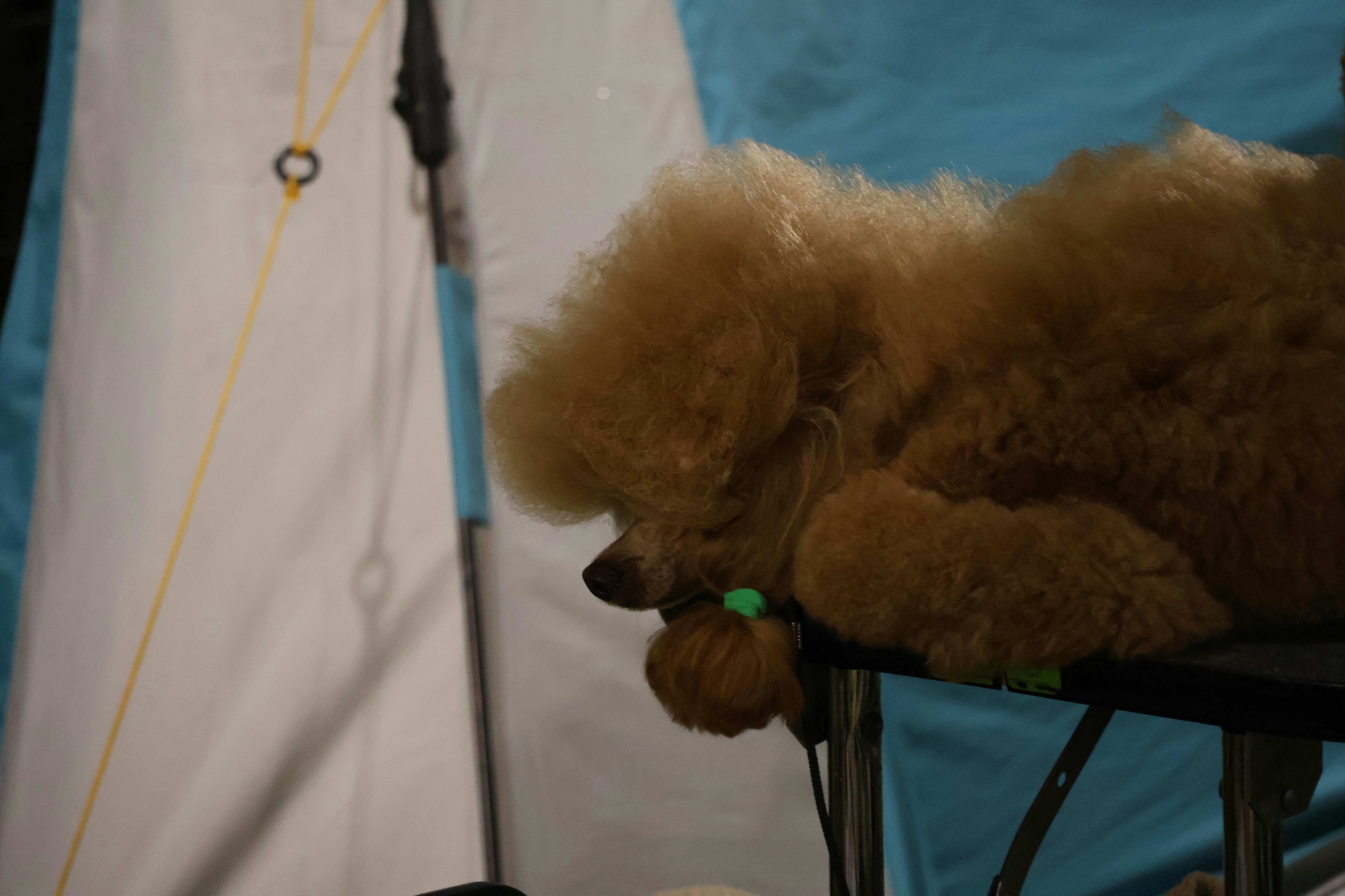 Chained Poodle in a Tent Spotlight
