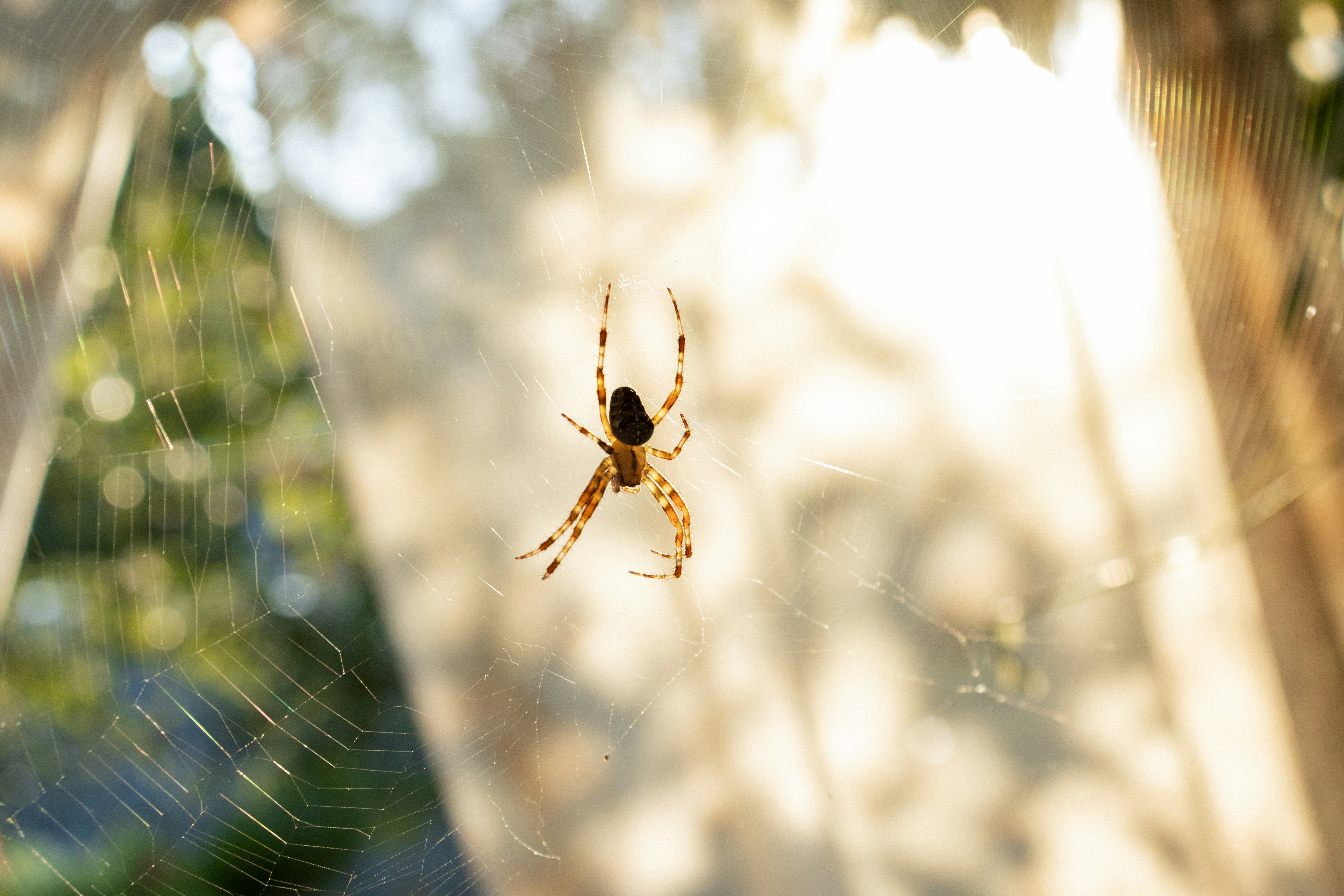 Silhouette of a Spider in Morning Weblit Between Glowing Foliage