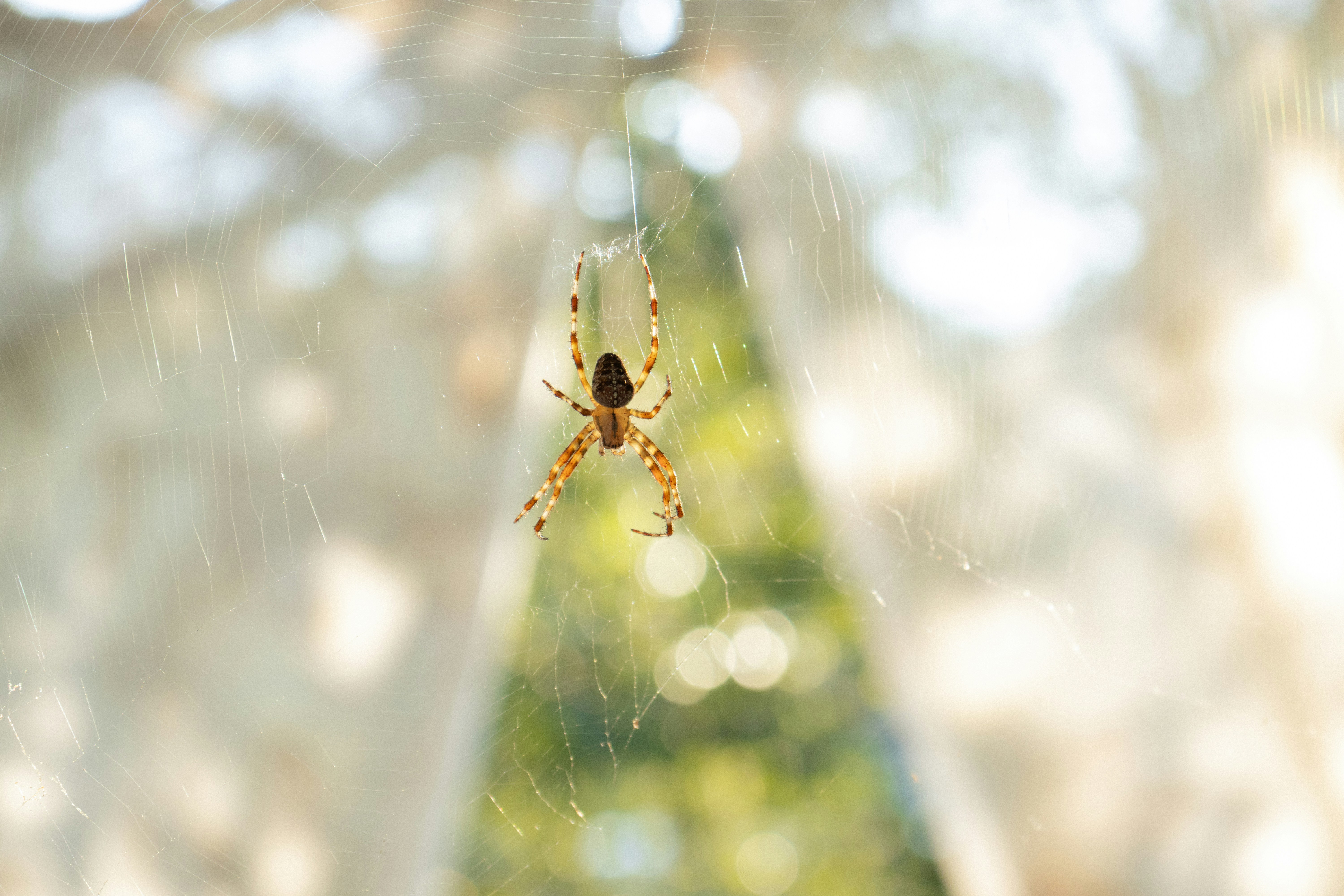 Spider sits at the center of a delicate web, with bright bokeh and soft background behind it.
