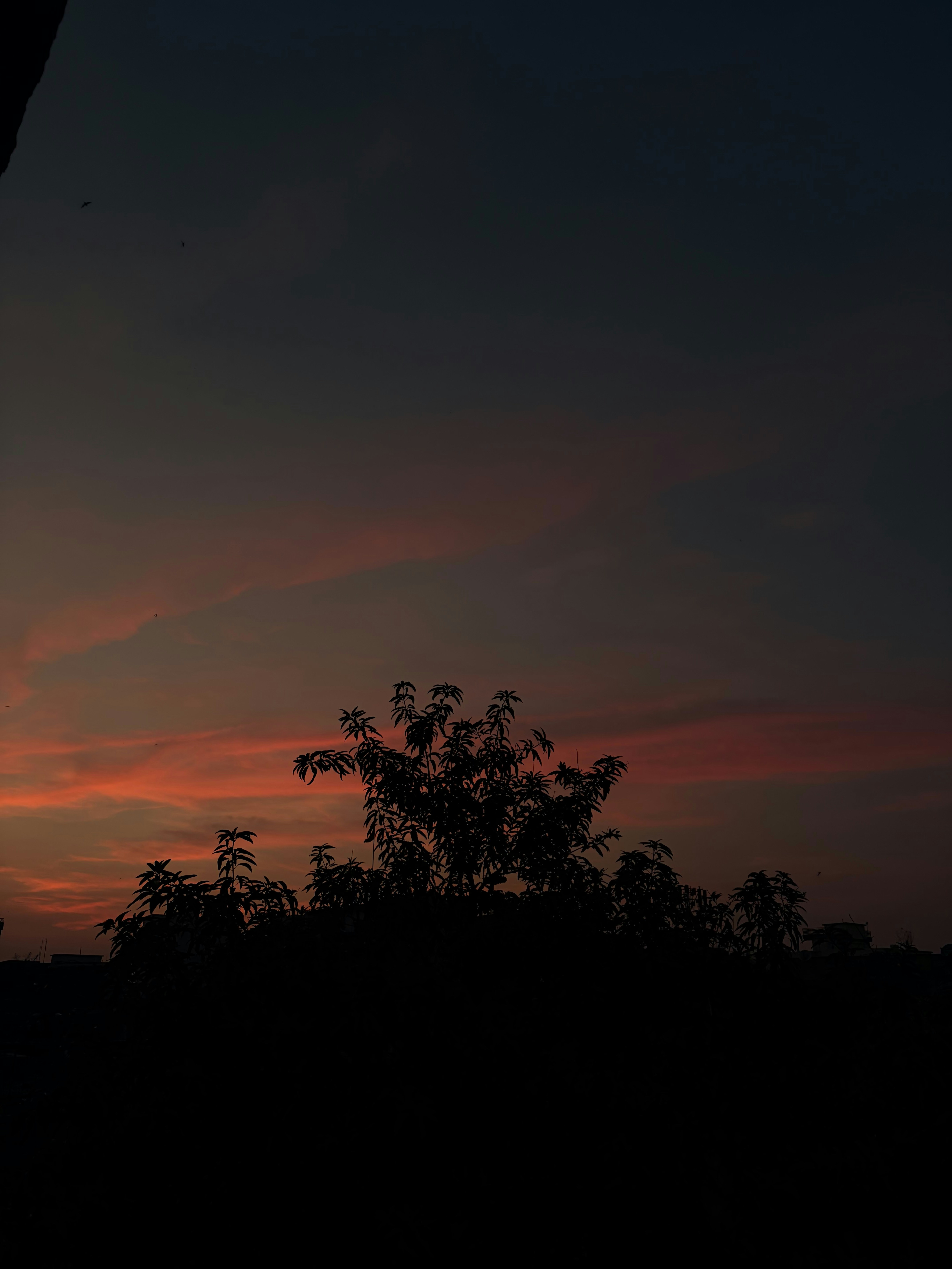 Silhouette at Dusk: Trees Against a Saffron Sky