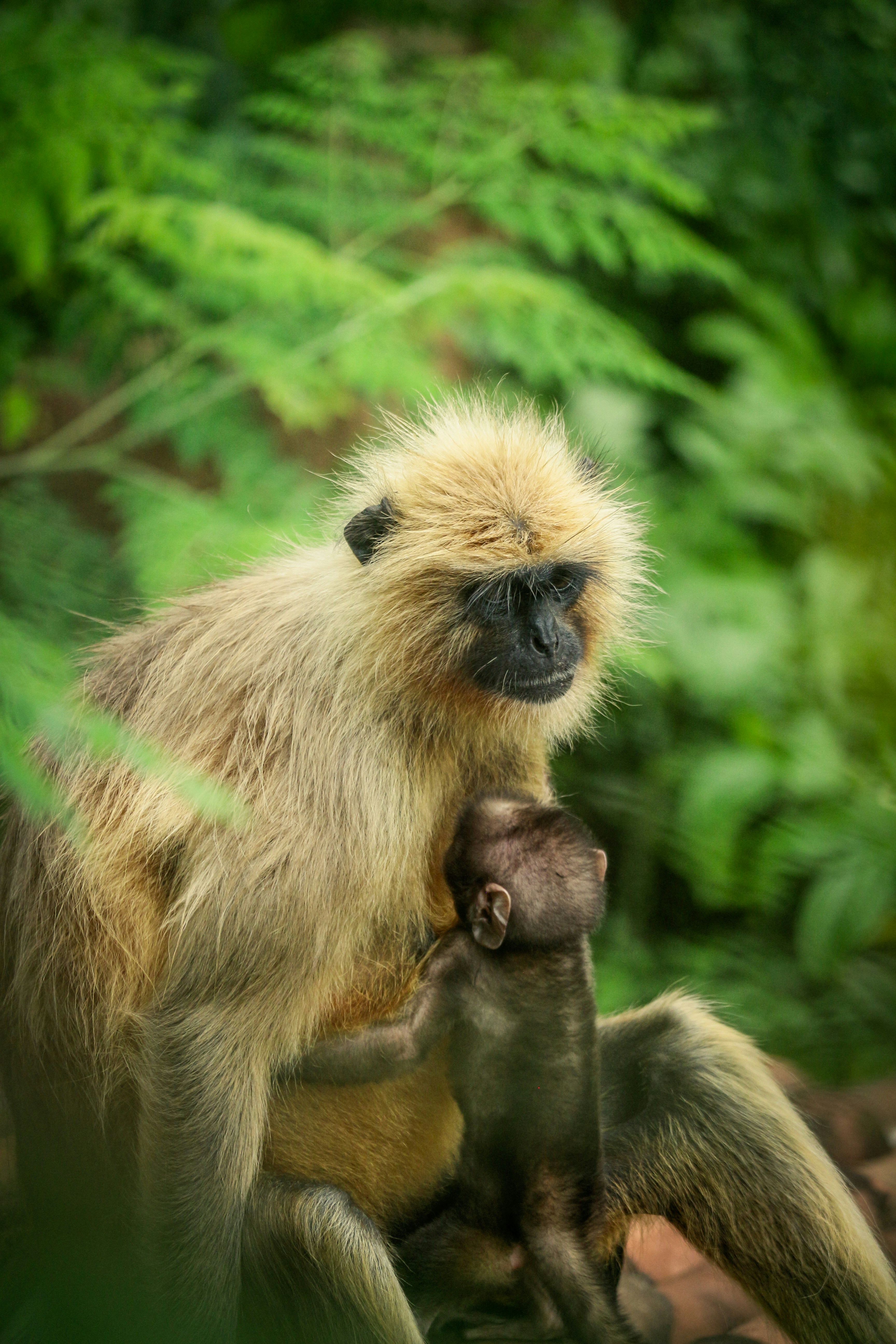 Grooming Moment: A Vervet Mother and Infant Amid Green Silence