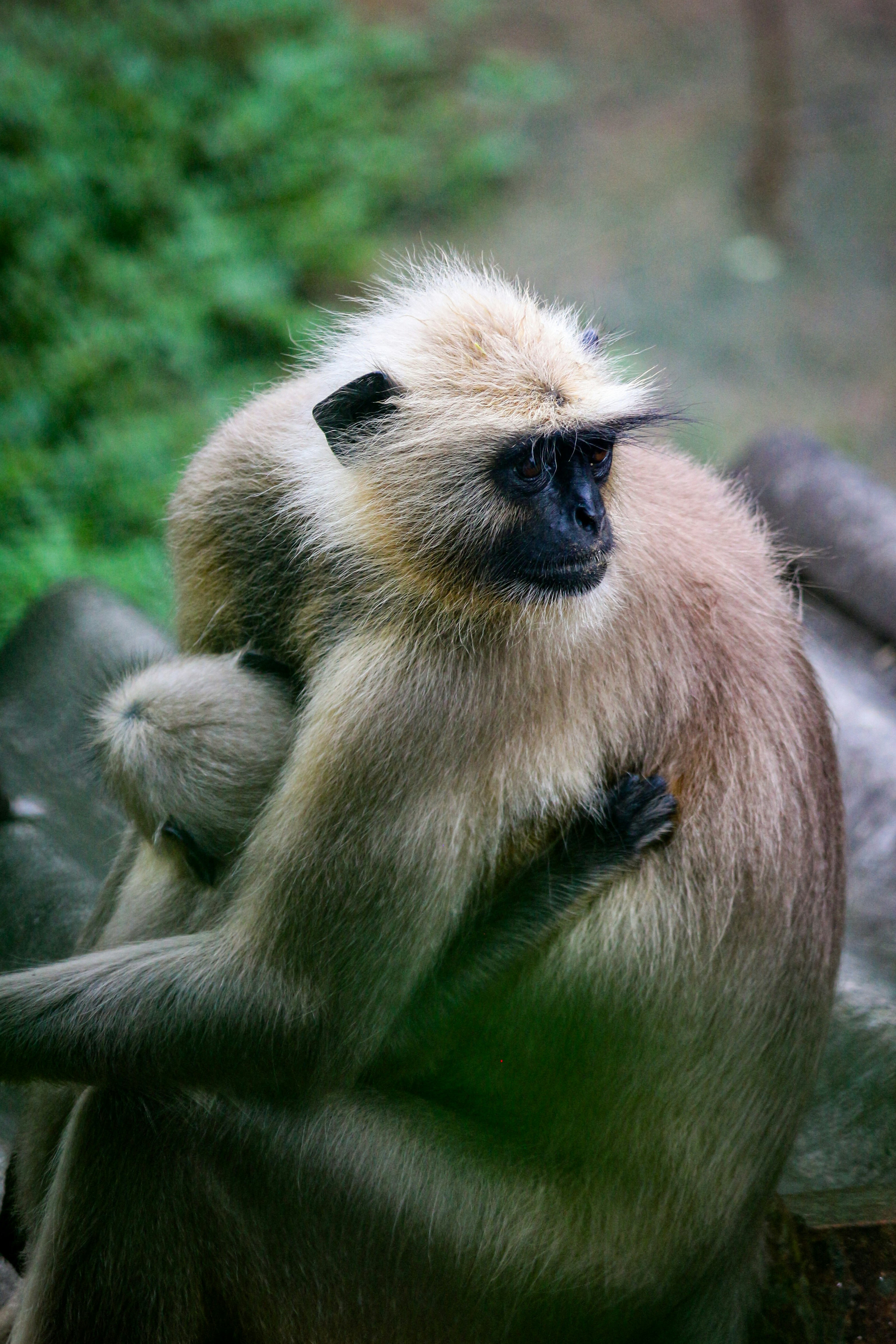Golden-toned primate sits in natural habitat with a focused gaze, highlighting its facial features and fur texture.