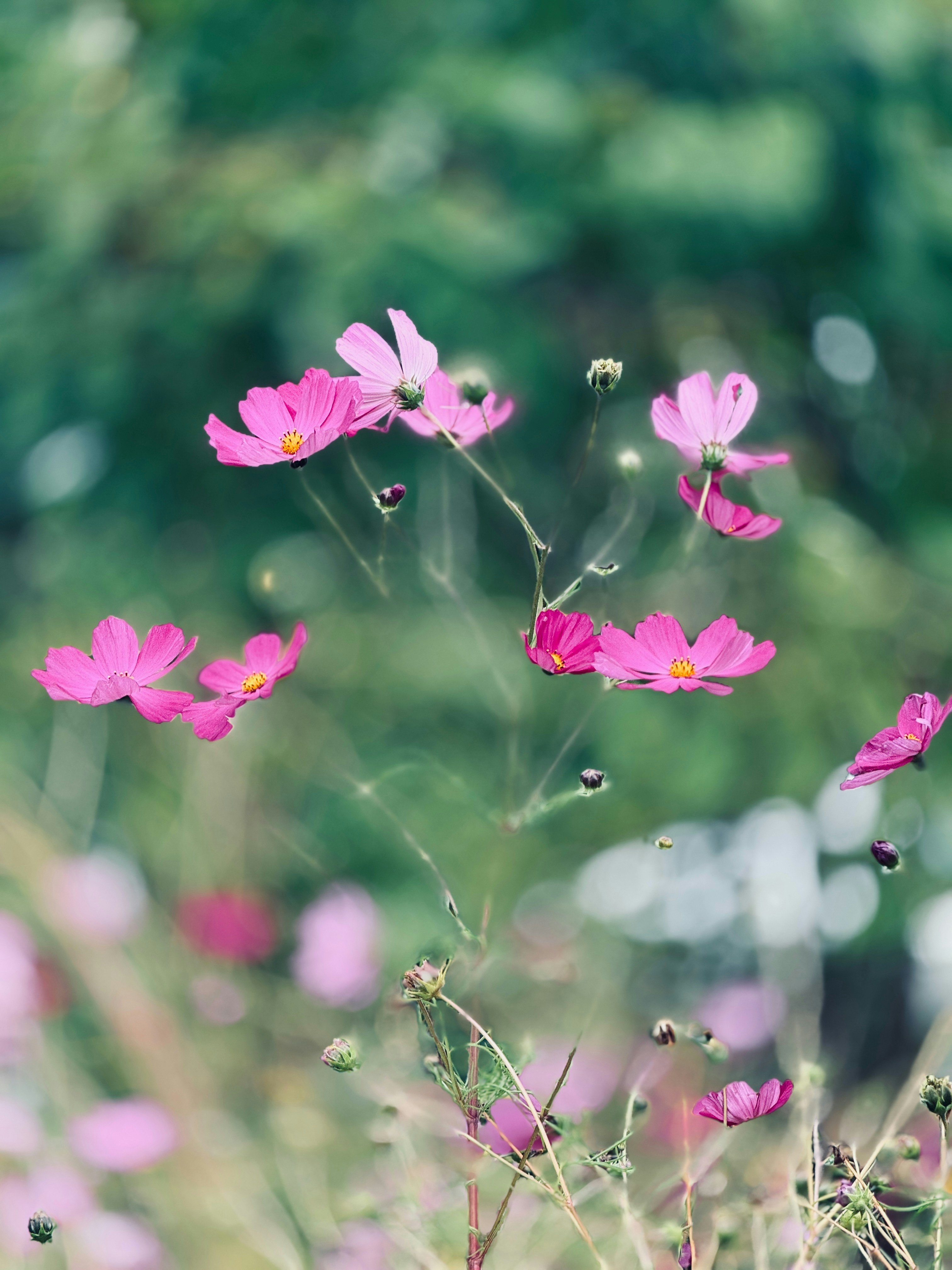 Pink Cosmos in a Soft-Focus Field