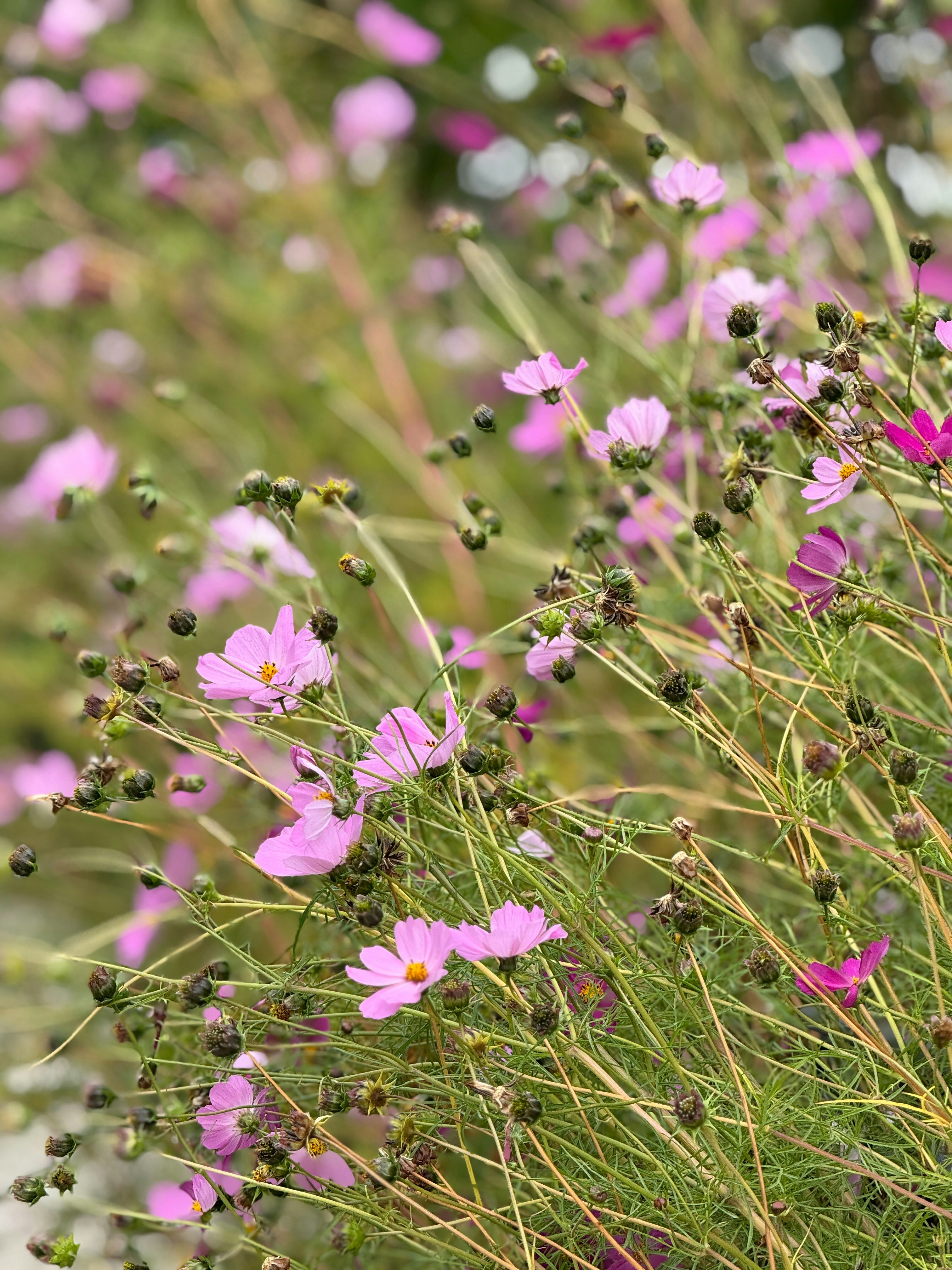Pink Cosmos Bloom in a Field of Delicate Stems