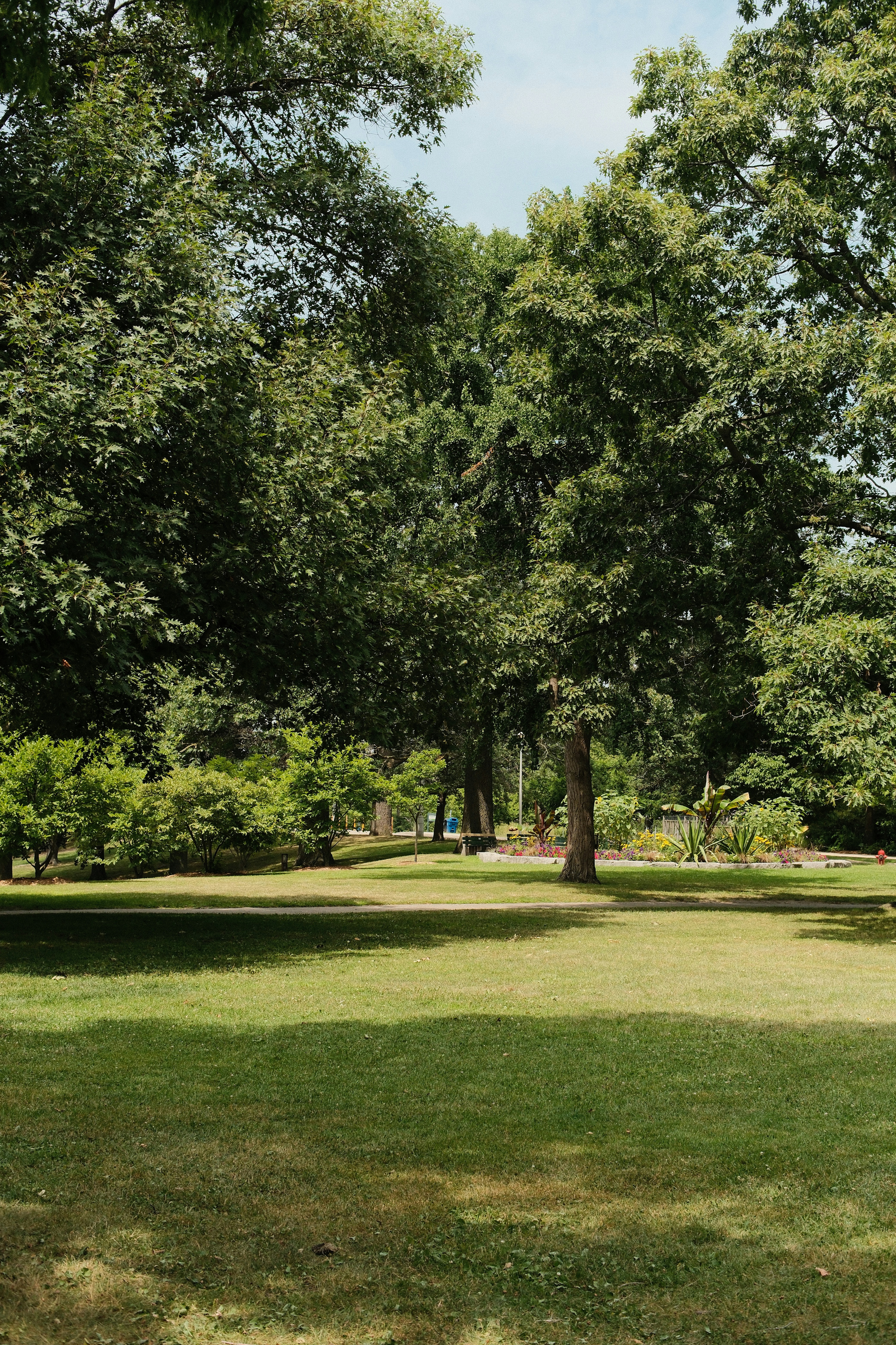 Sunlit Park Canopy: A Quiet Moment Beneath the Oaks