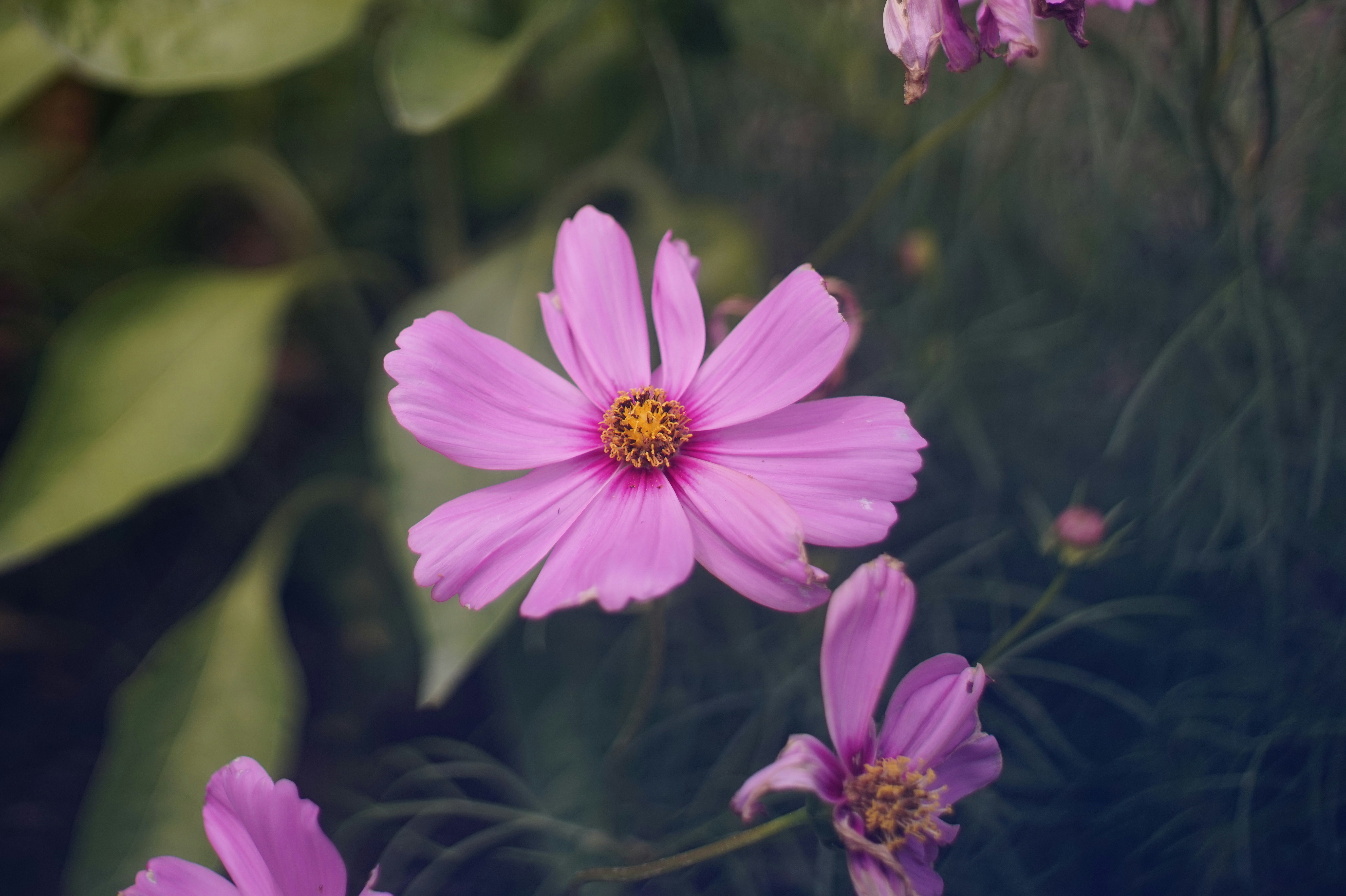 Rosy Cosmos centerpiece: a vivid bloom amid soft greens
