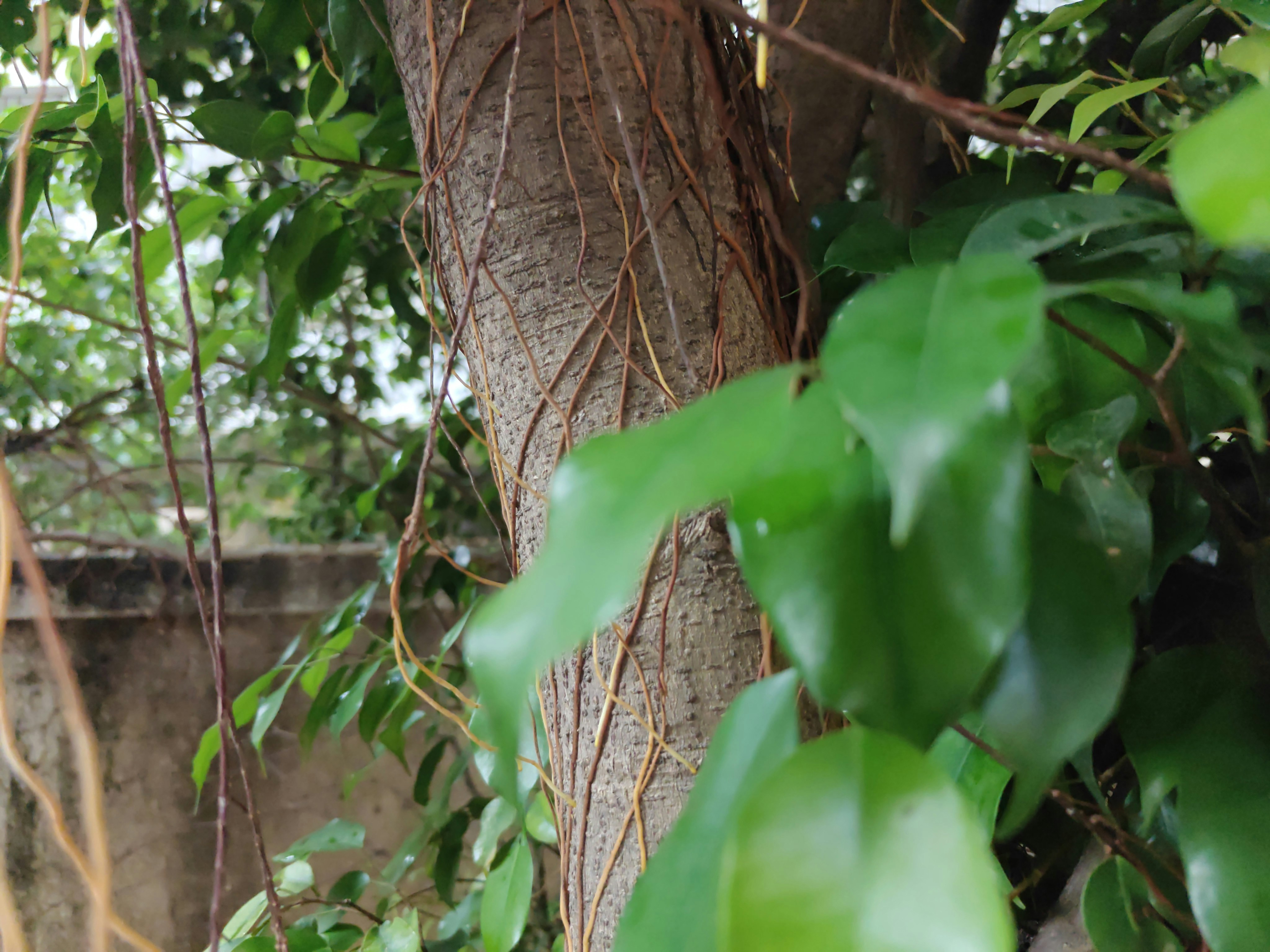 Vine-Wrapped Trunk: Green Curtain in a Quiet Courtyard