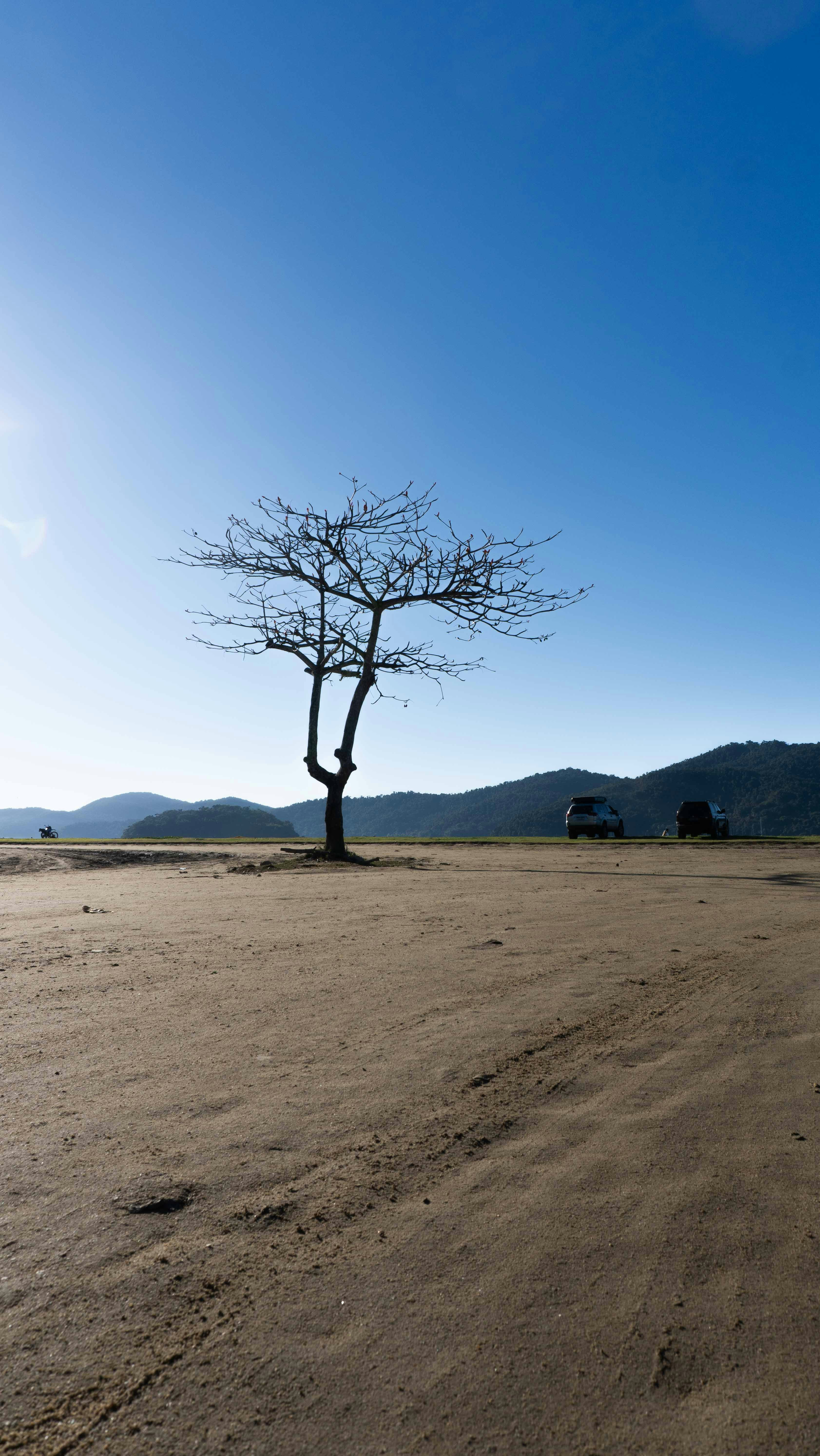 Lone Willow at the Edge of the Dune Sea