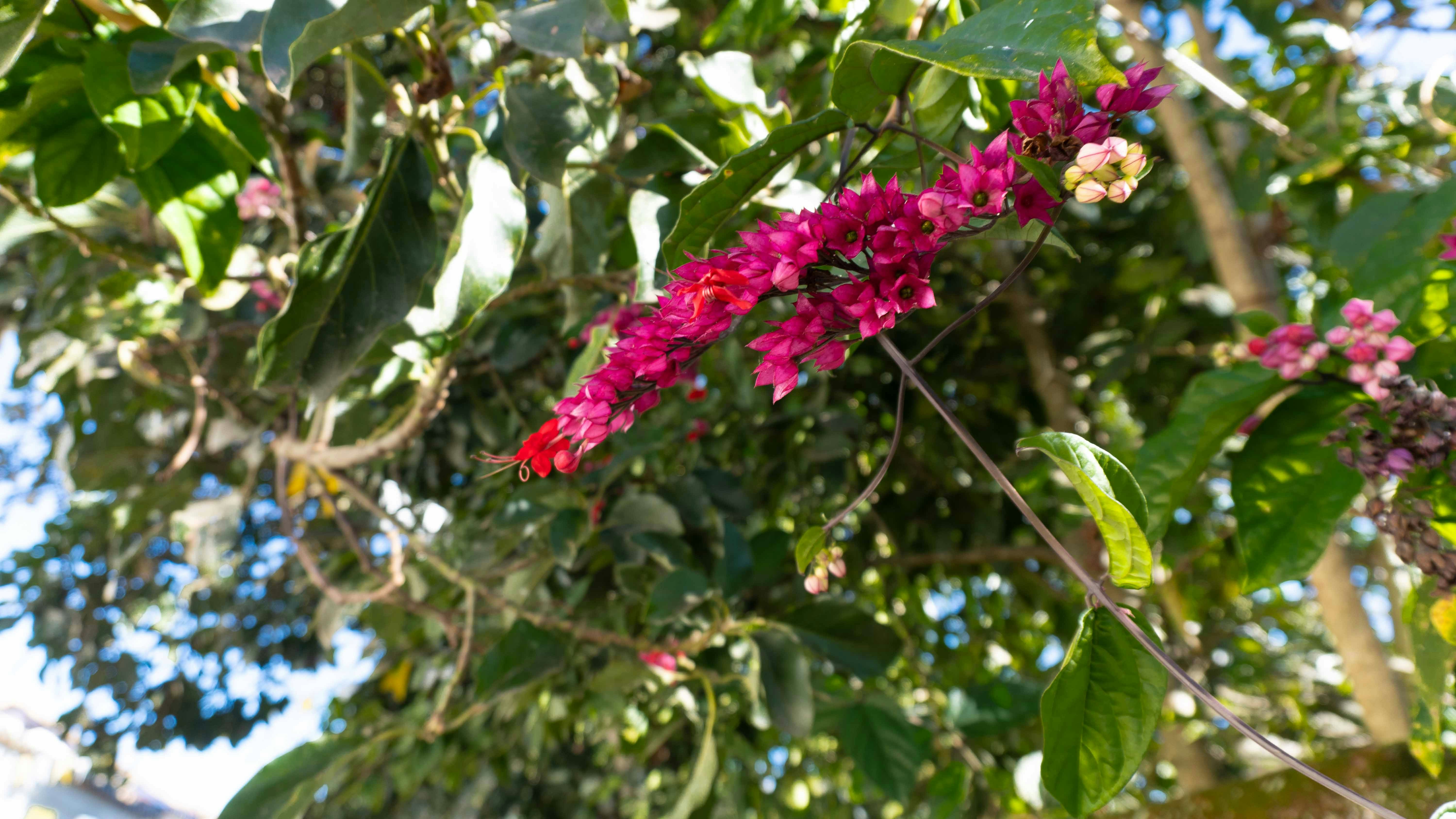 Vivid Magenta Blossoms Drifting Through Sunlit Foliage