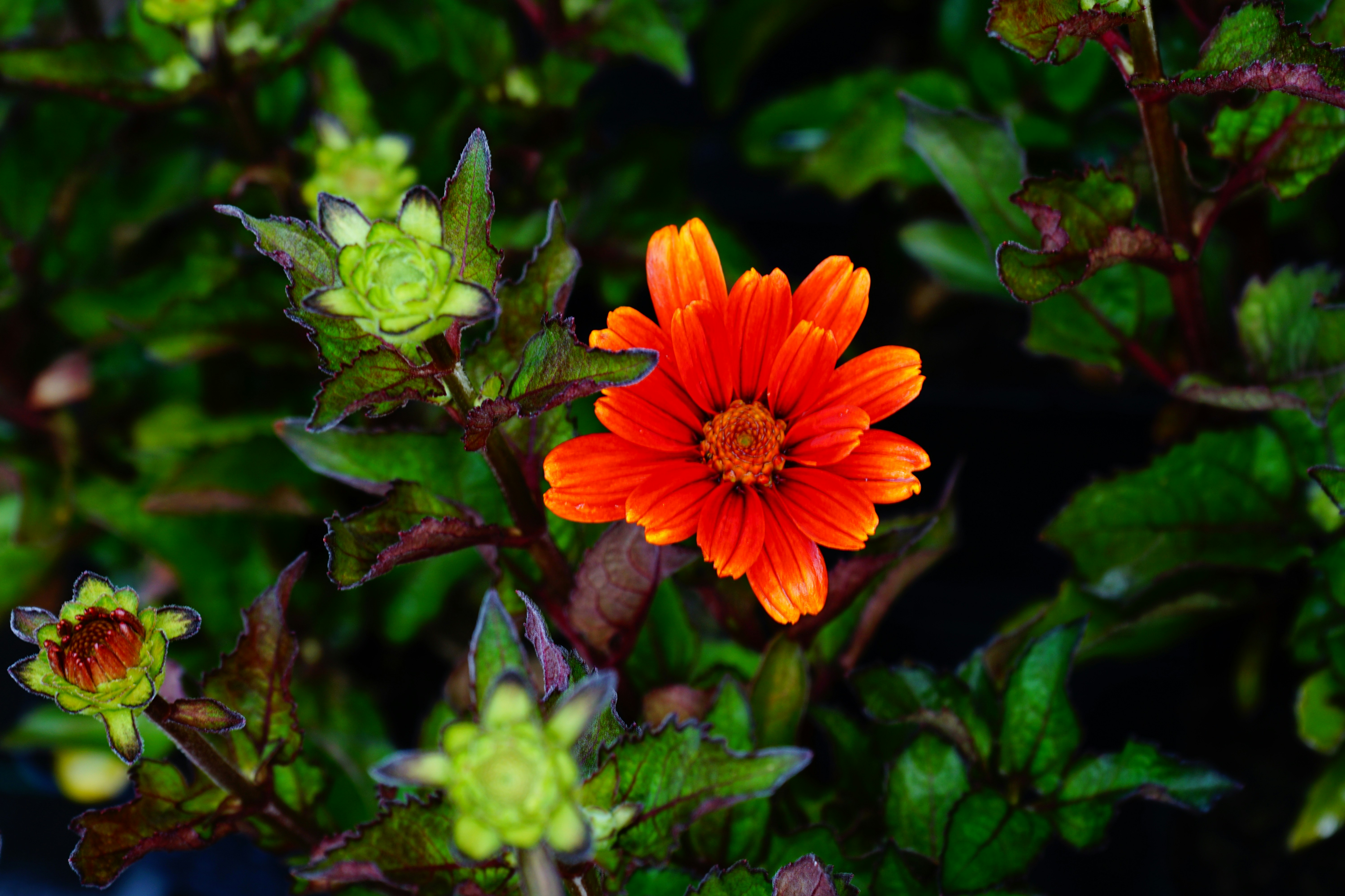 Orange Bloom in Focus: A Vivo of Petals and Leaves