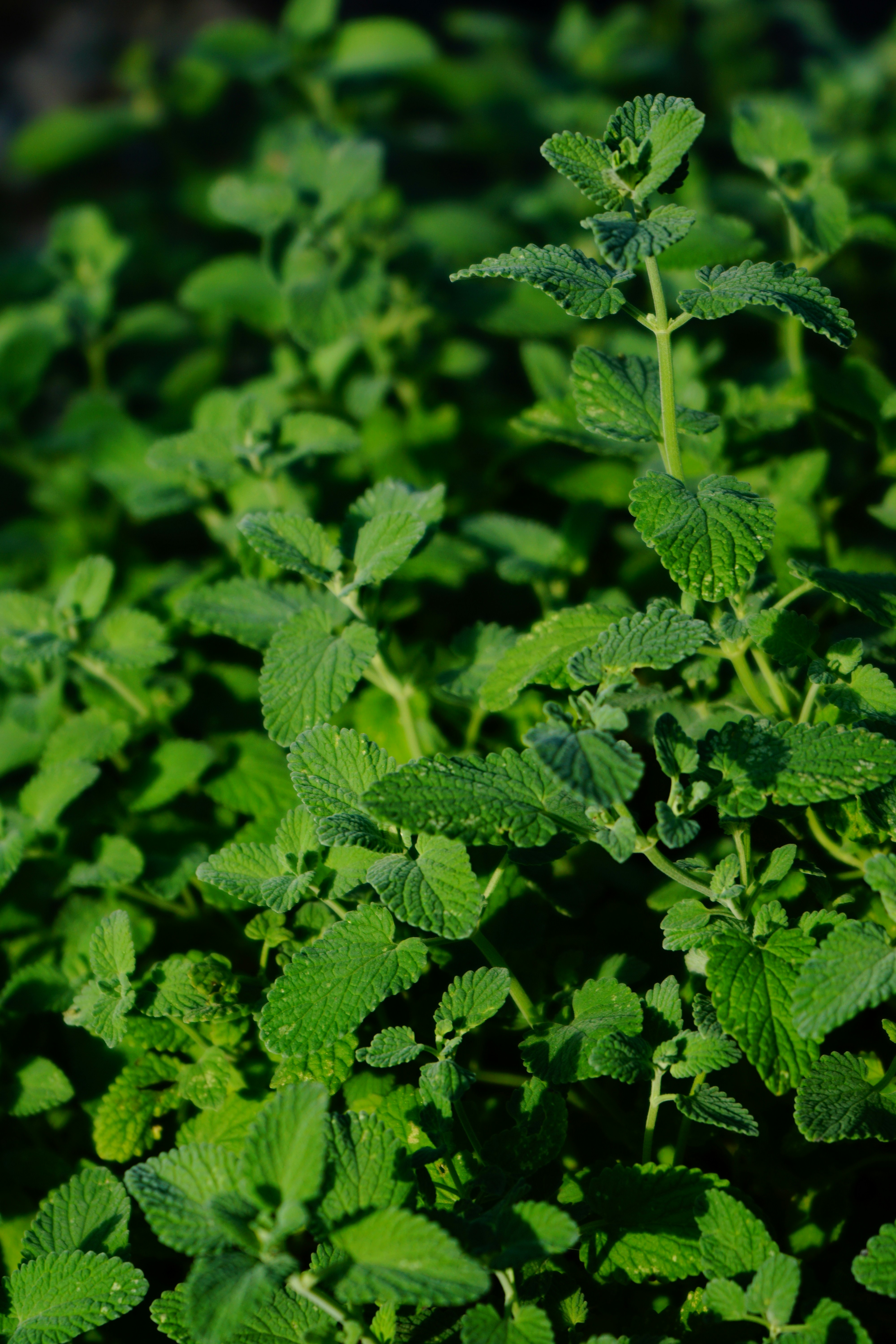 Green Crown: Close-up of Minty Leaves in Spring Light