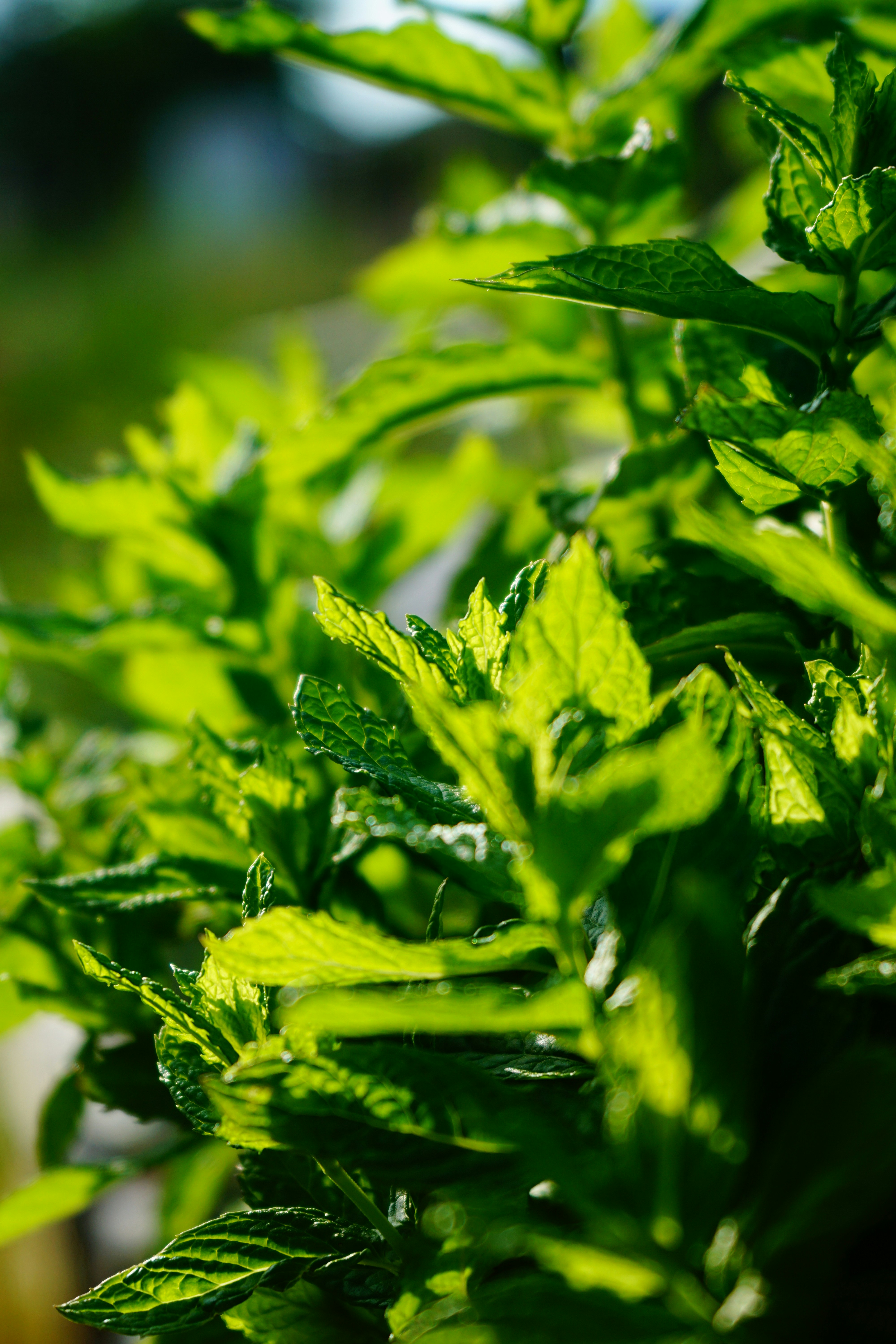 Sunlit Mint Leaves: A Close-Up of Verdant Texture