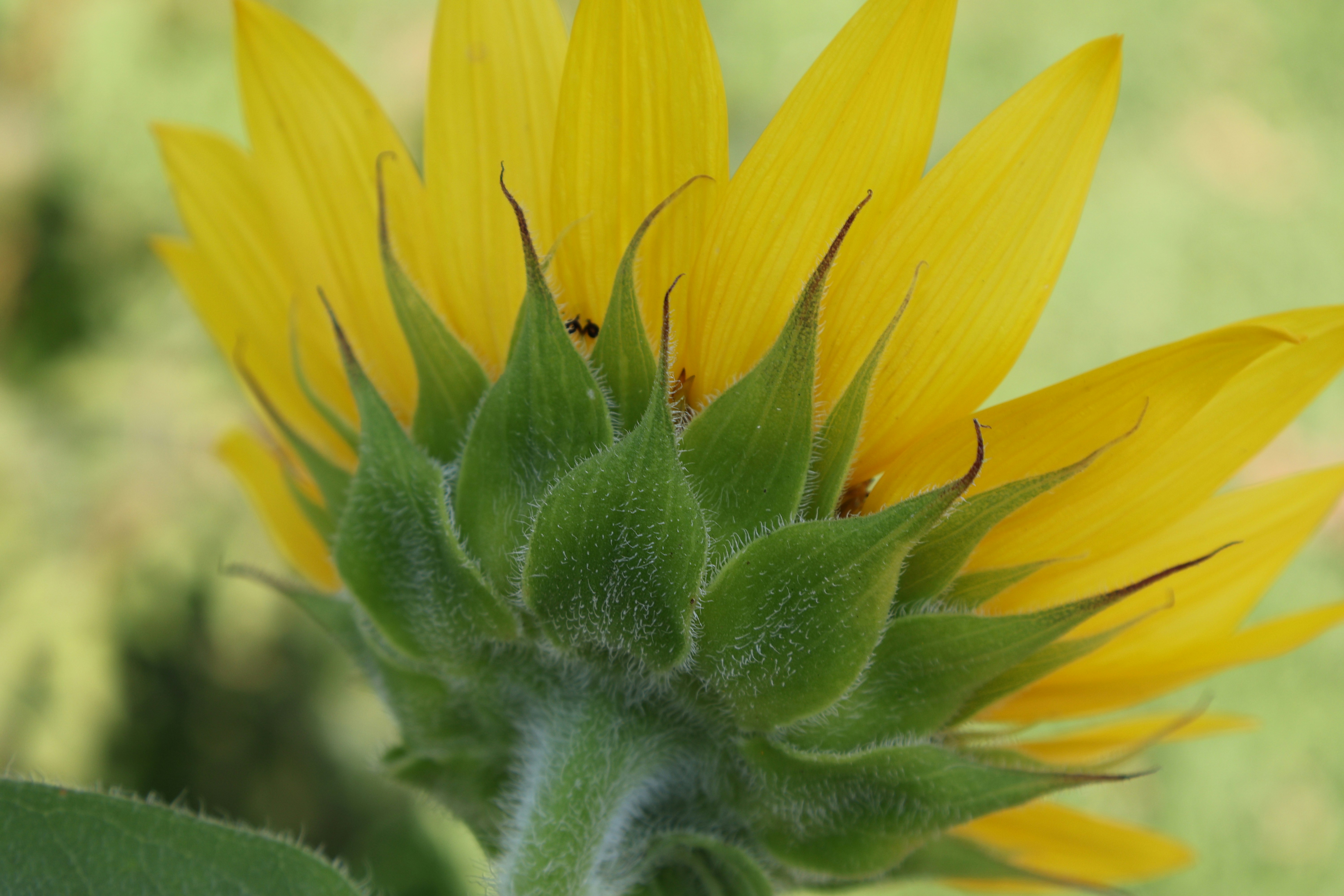 Sunlit Helix: A Sunflower's Crown from the Back