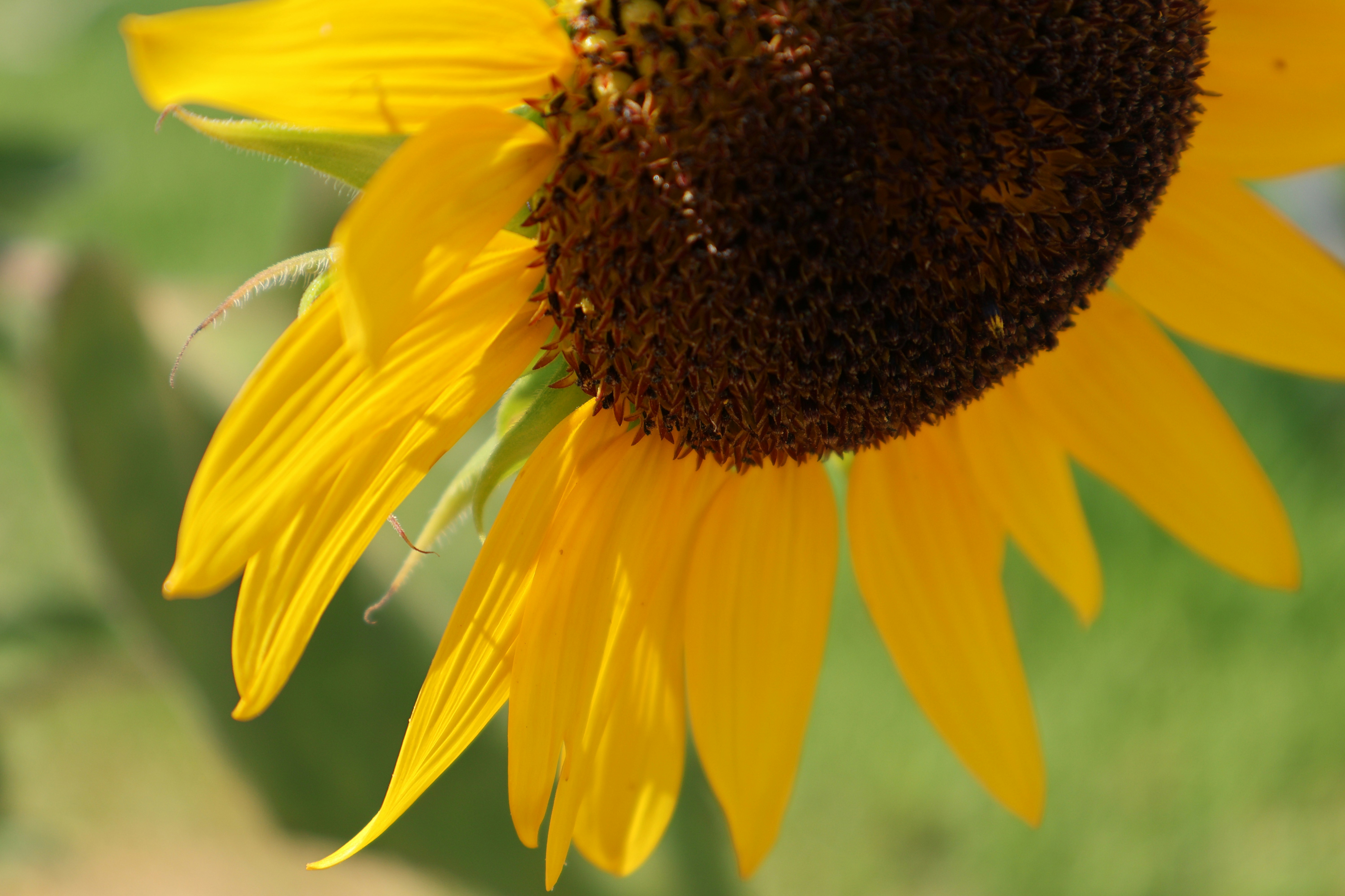 Sunflower's Bold Evening Pulse