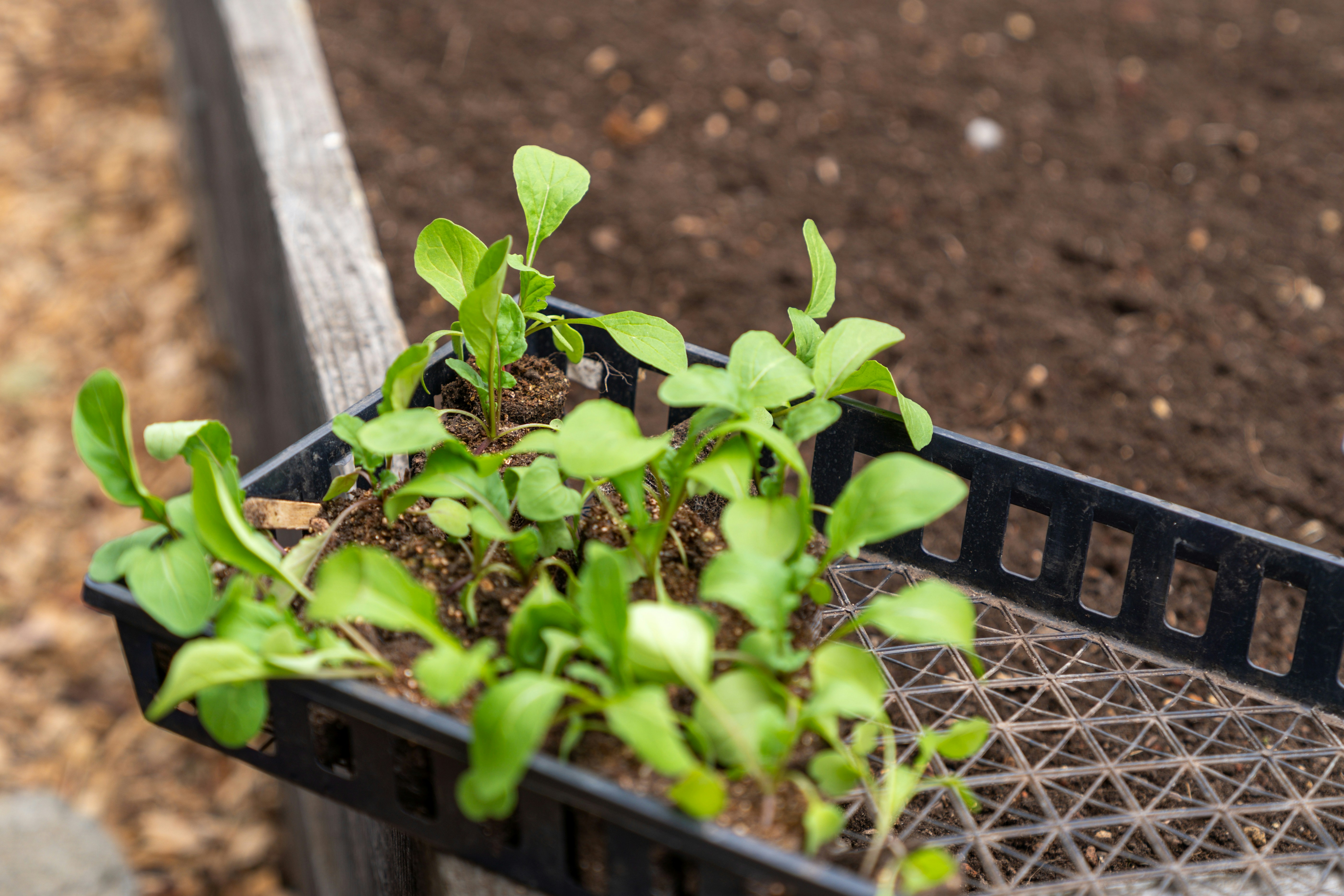Seedling Garden: Young Greens on a Metal Tray