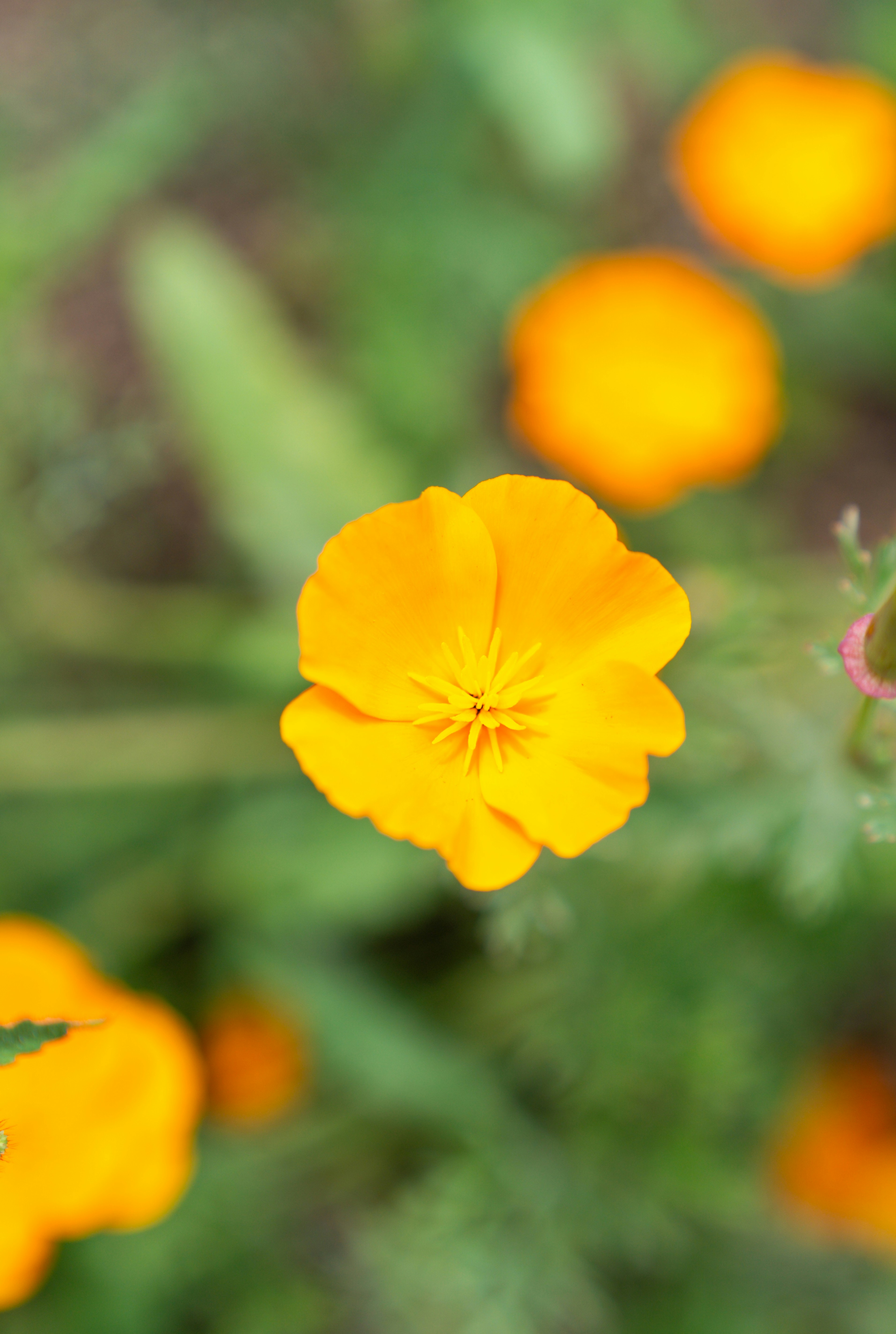 Bright orange bloom in soft-focus garden