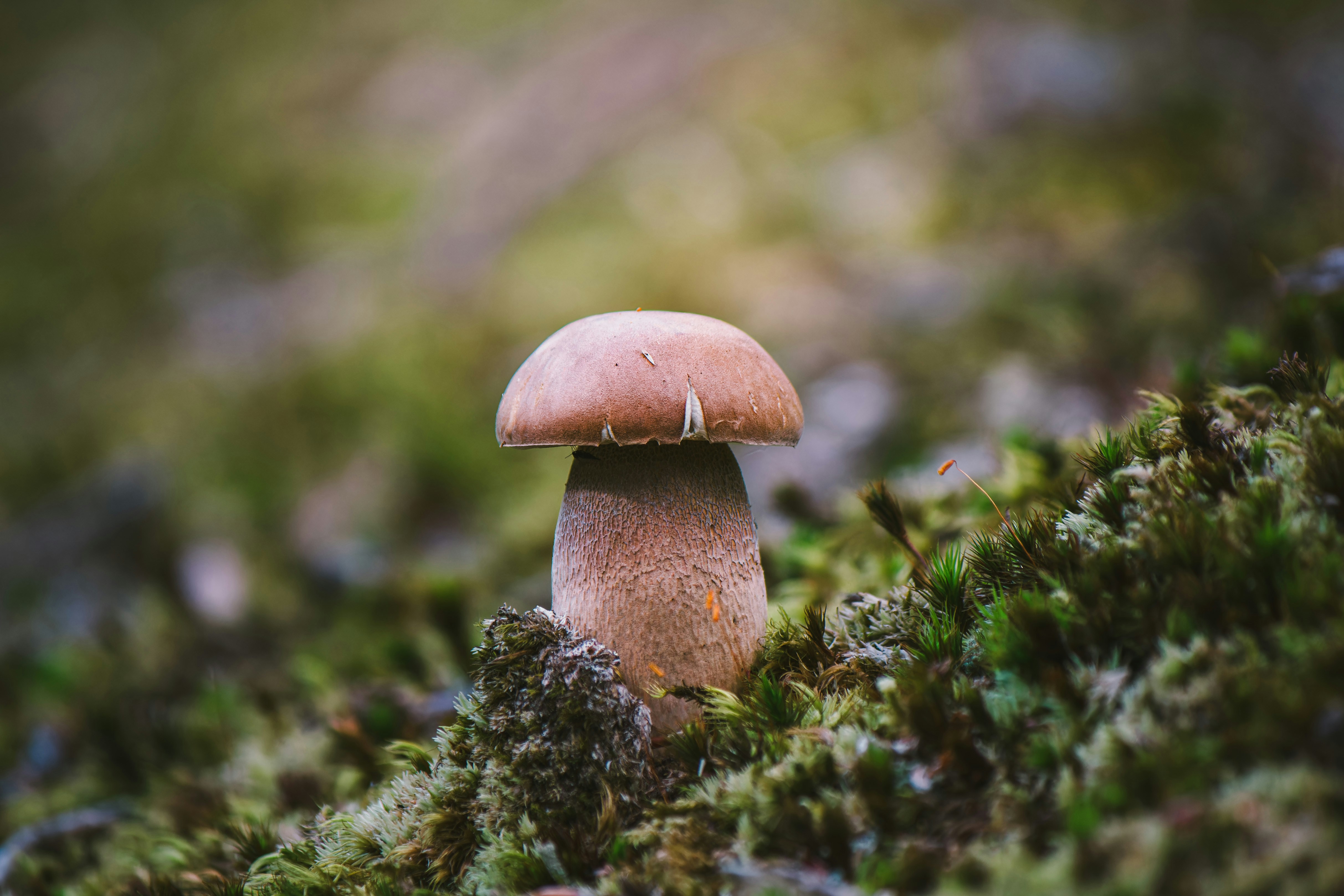 Mushroom Sentinel: A Mossy Quiet Corner