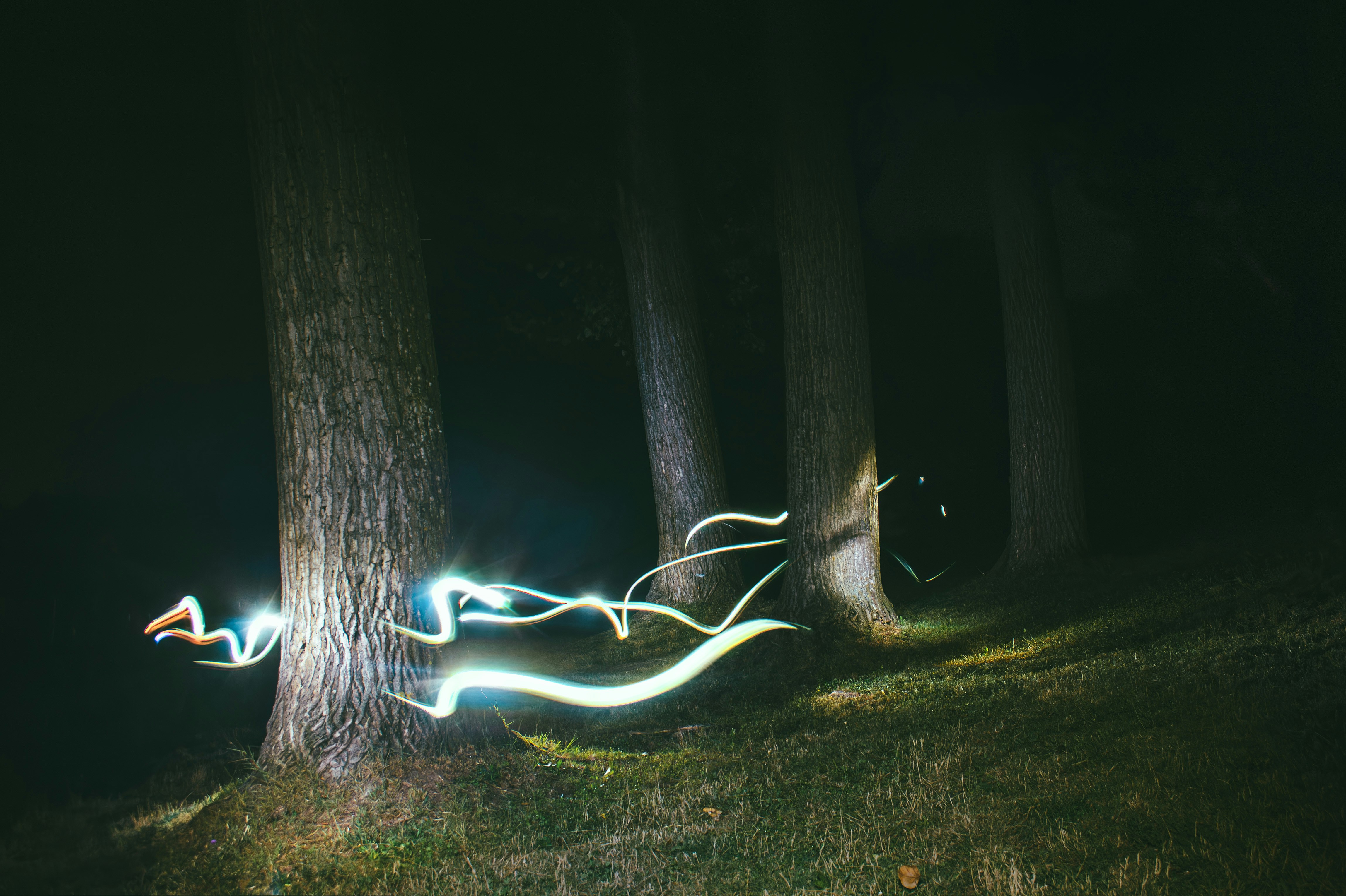 Long-exposure photograph of glowing light trails weaving between tree trunks in a dark forest at night.
