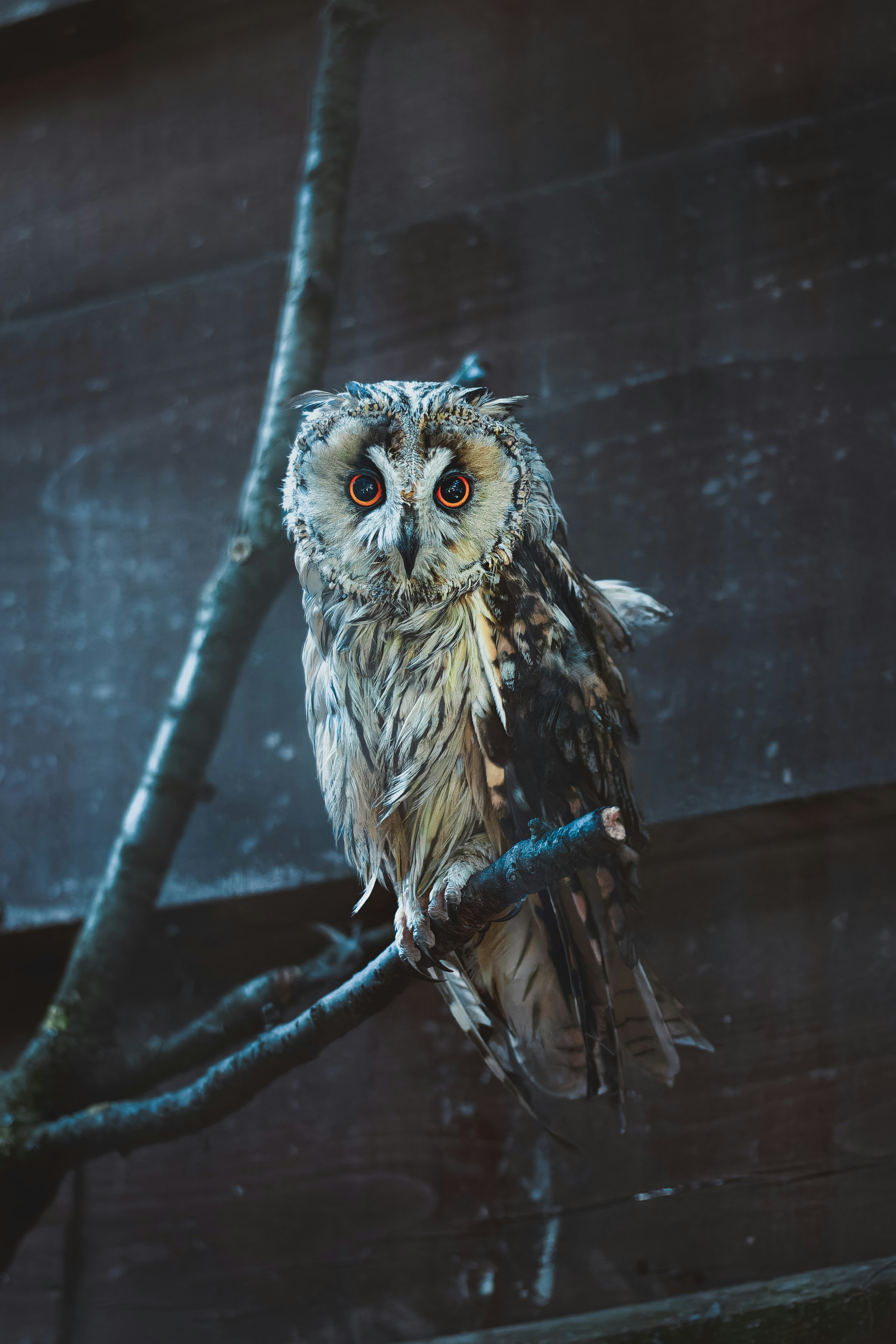 Watchful Gaze: An Owl Perched in Rain