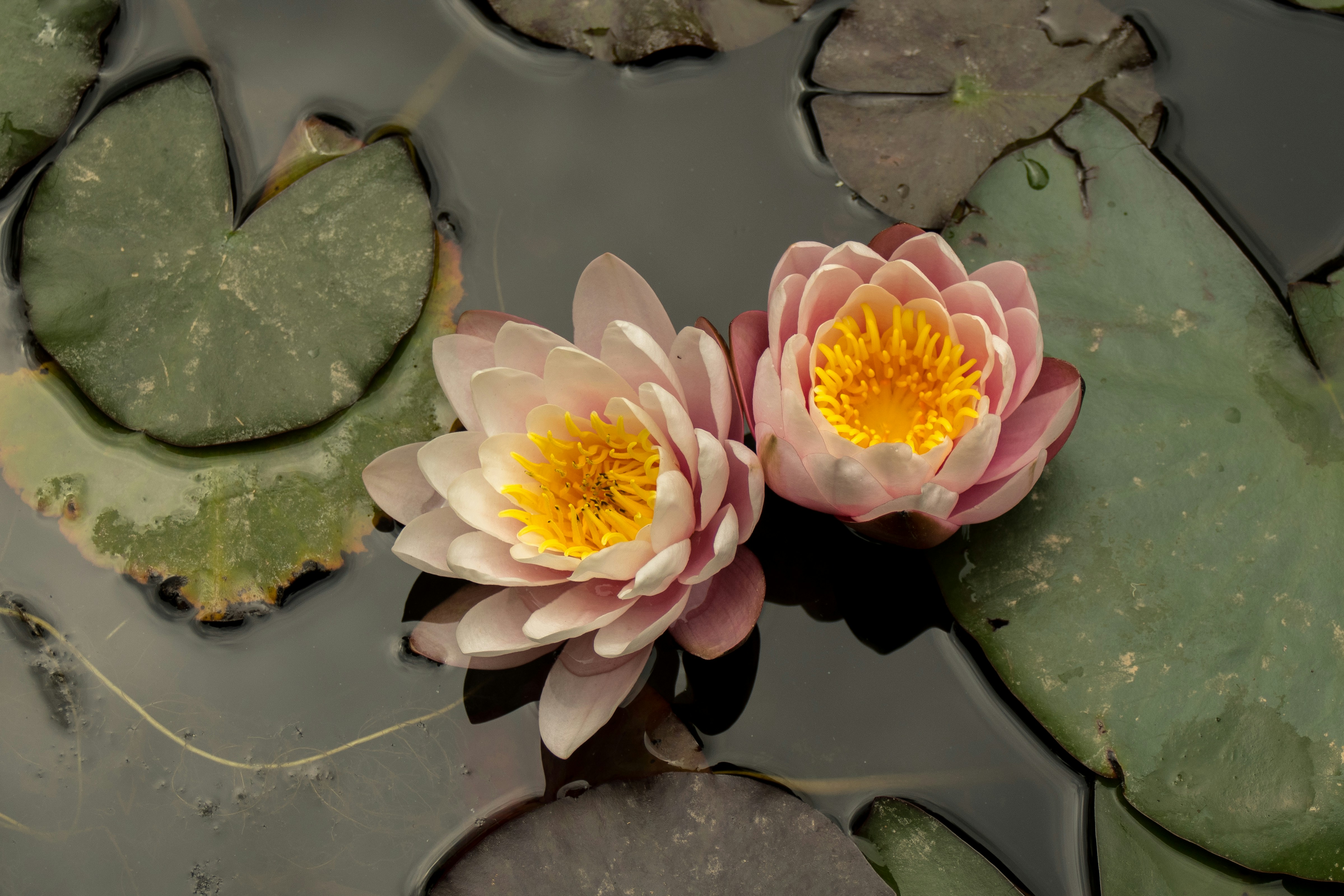 Two Pink Water Lilies Nestled Among Dark Lily Pads