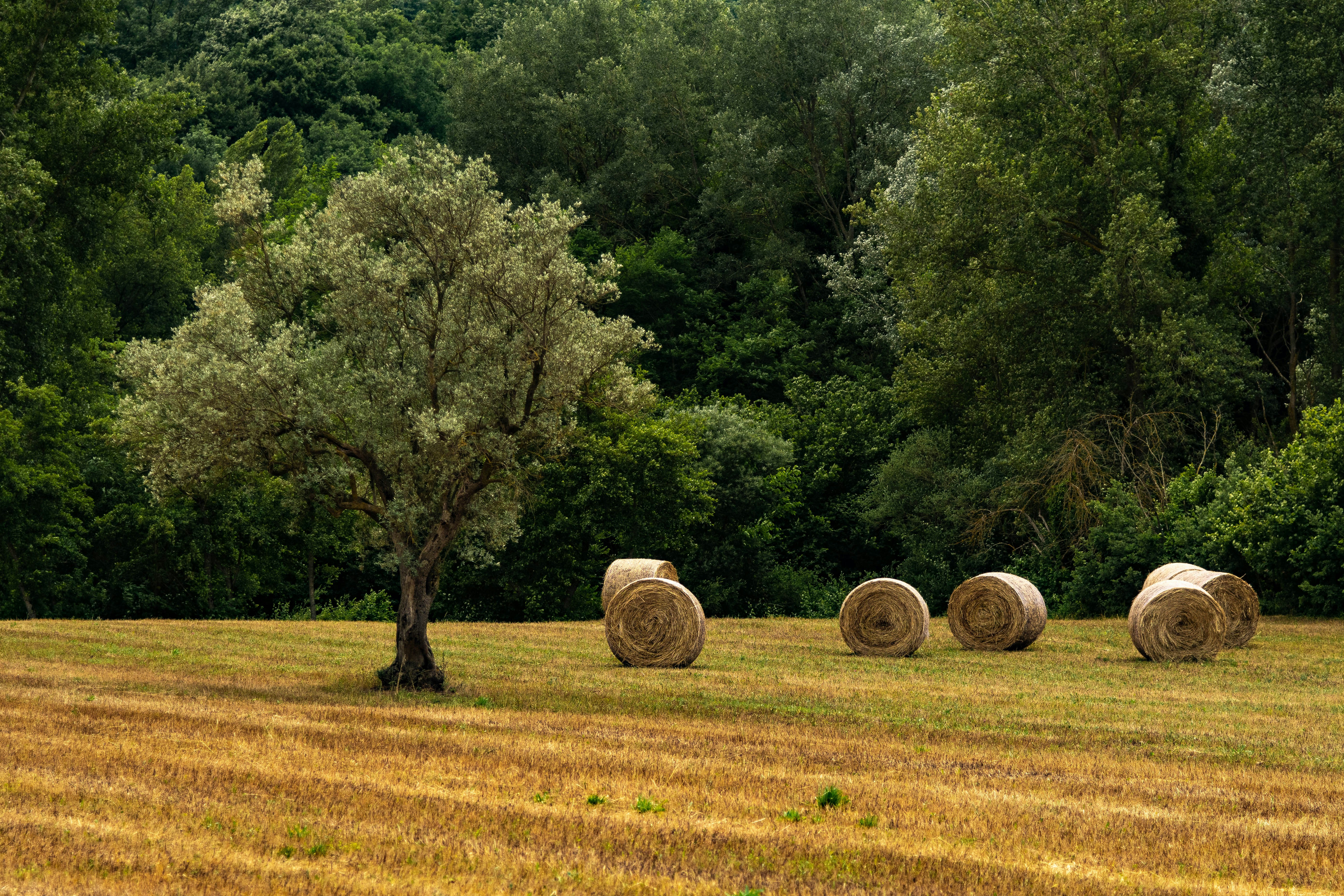  lone tree among round hay bales in a sunlit field