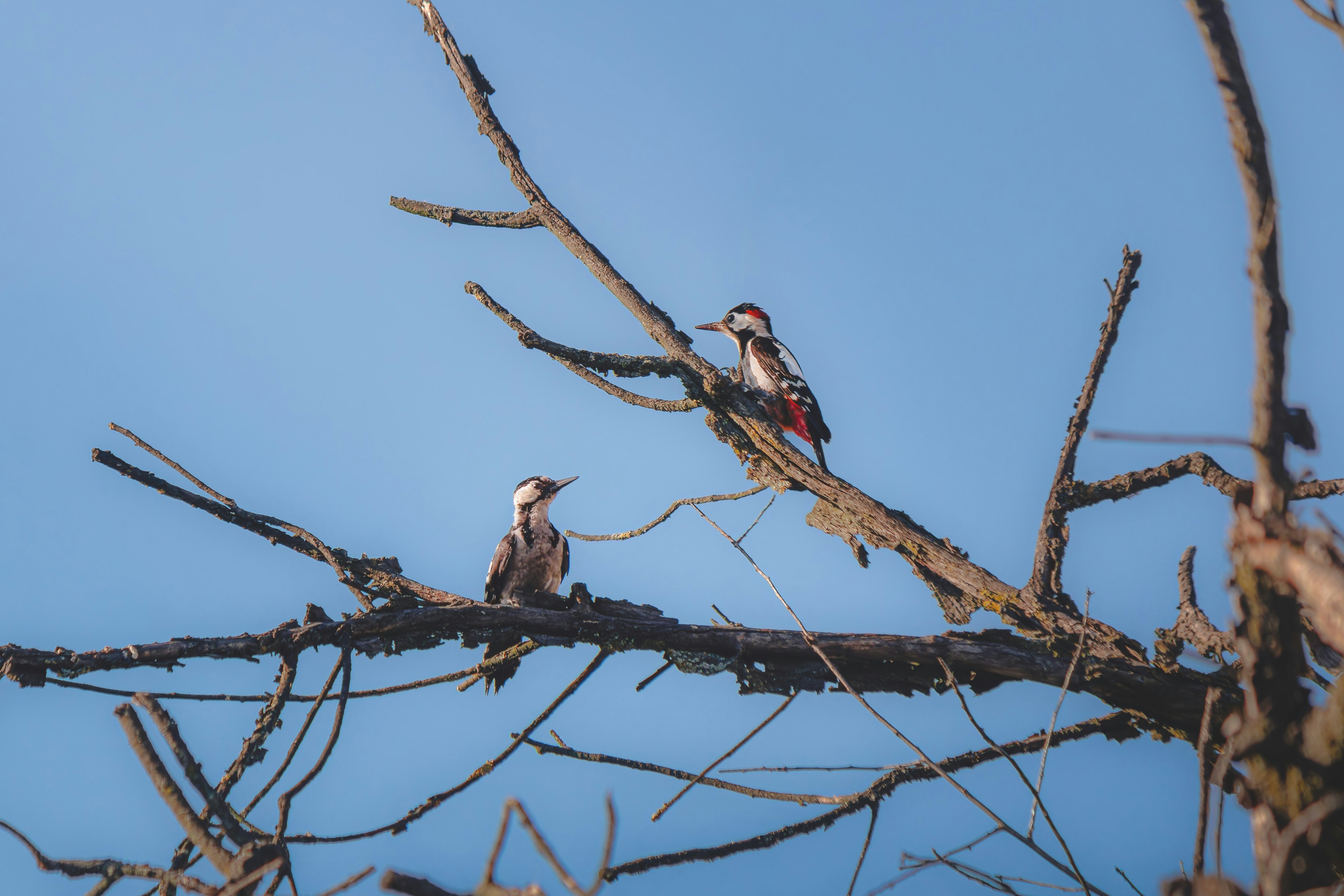 Perched in Silence: Two Woodpeckers Attend the Morning Sky