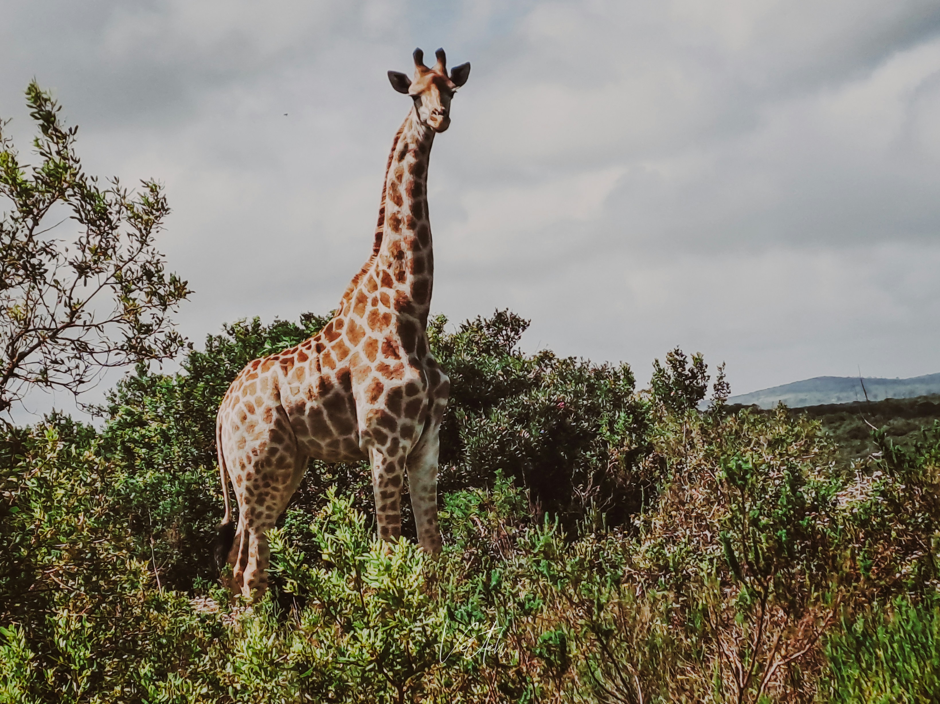 Giraffe Sentinel Amid Angled Brush
