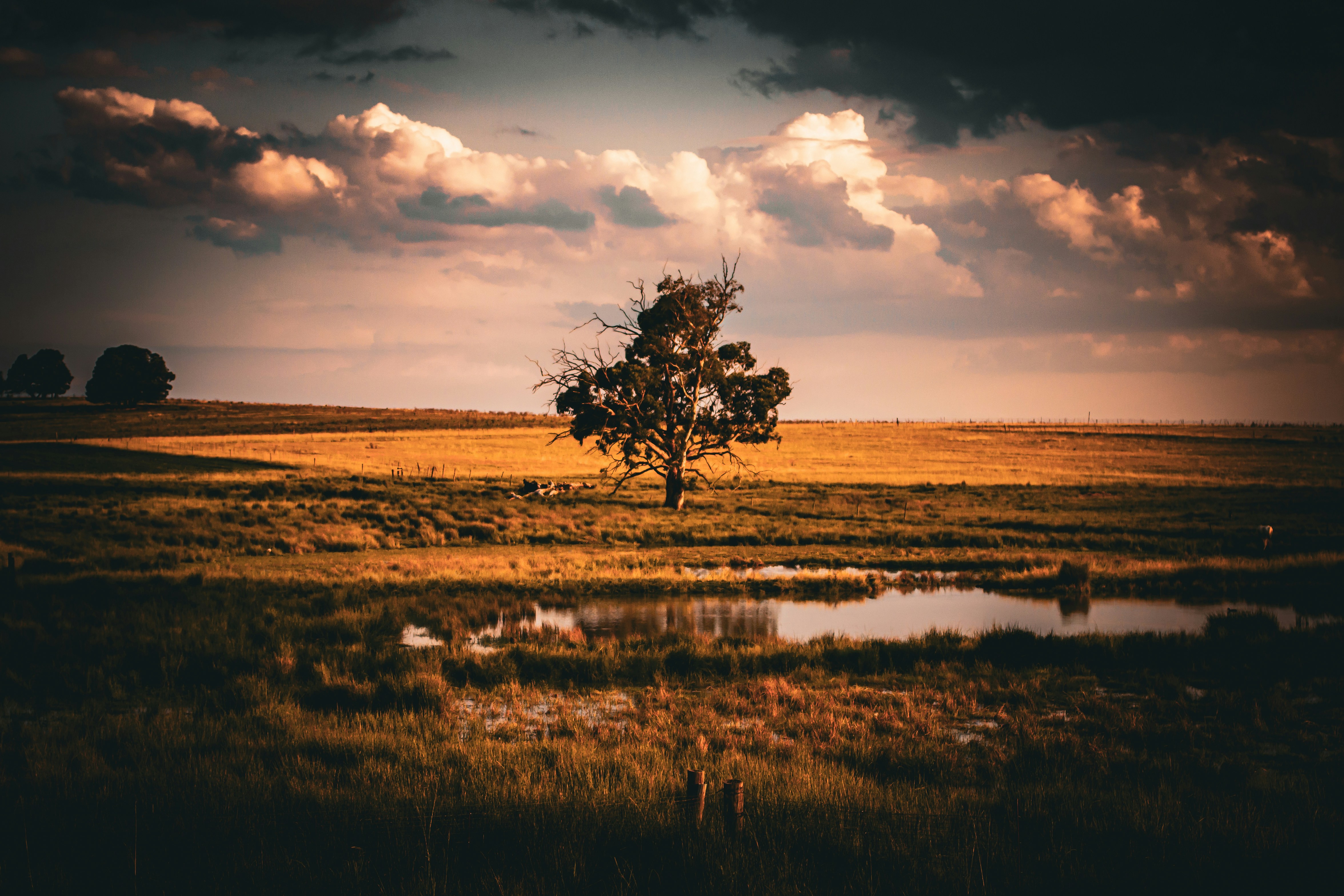 Lonely Tree on the Prairie: A Sunset Vigil