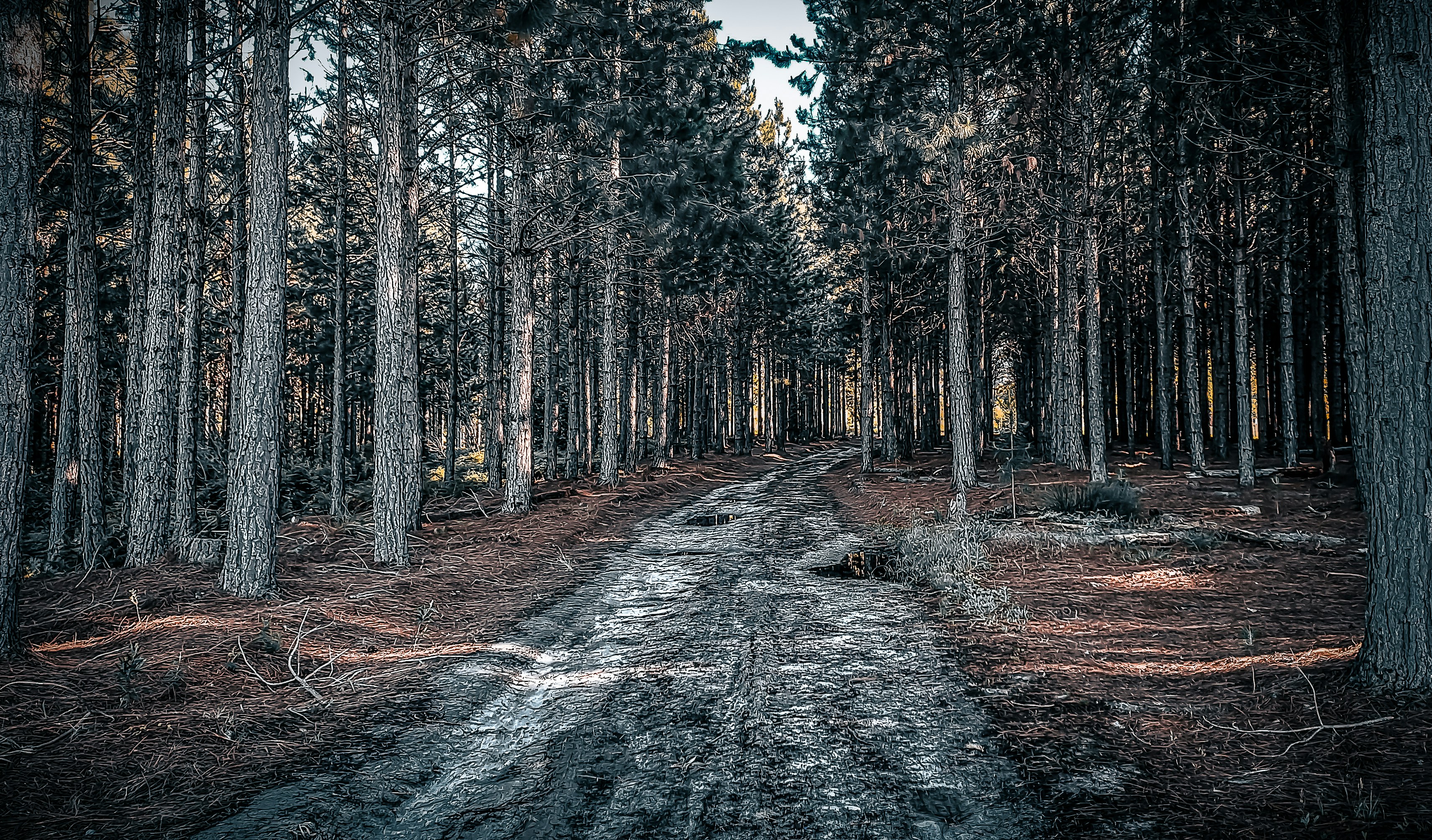 Forest Trail Under Silent Pines