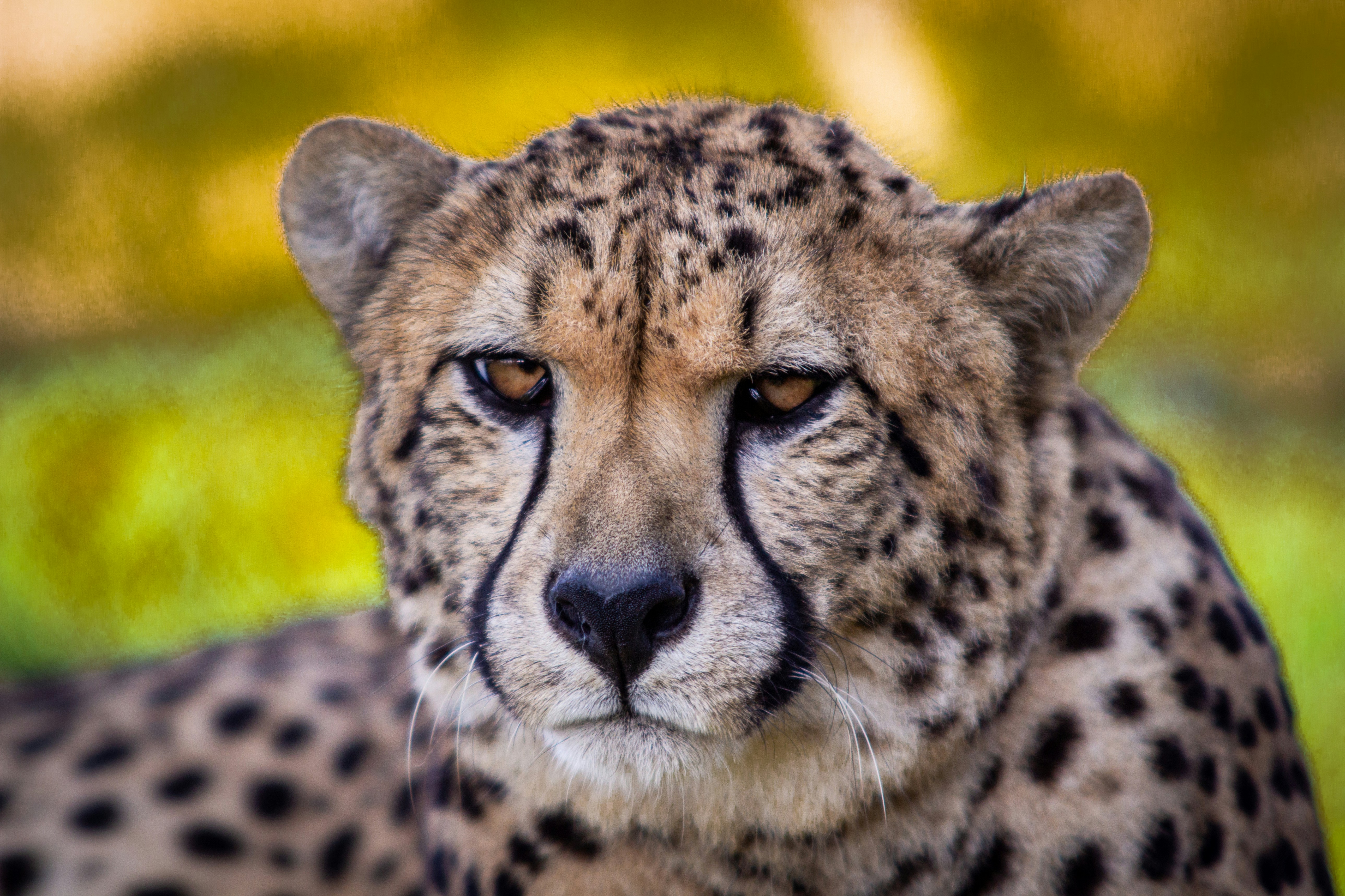 Close-Up of a Serengeti Monitor: Cheetah's Gaze Under Dappled Light