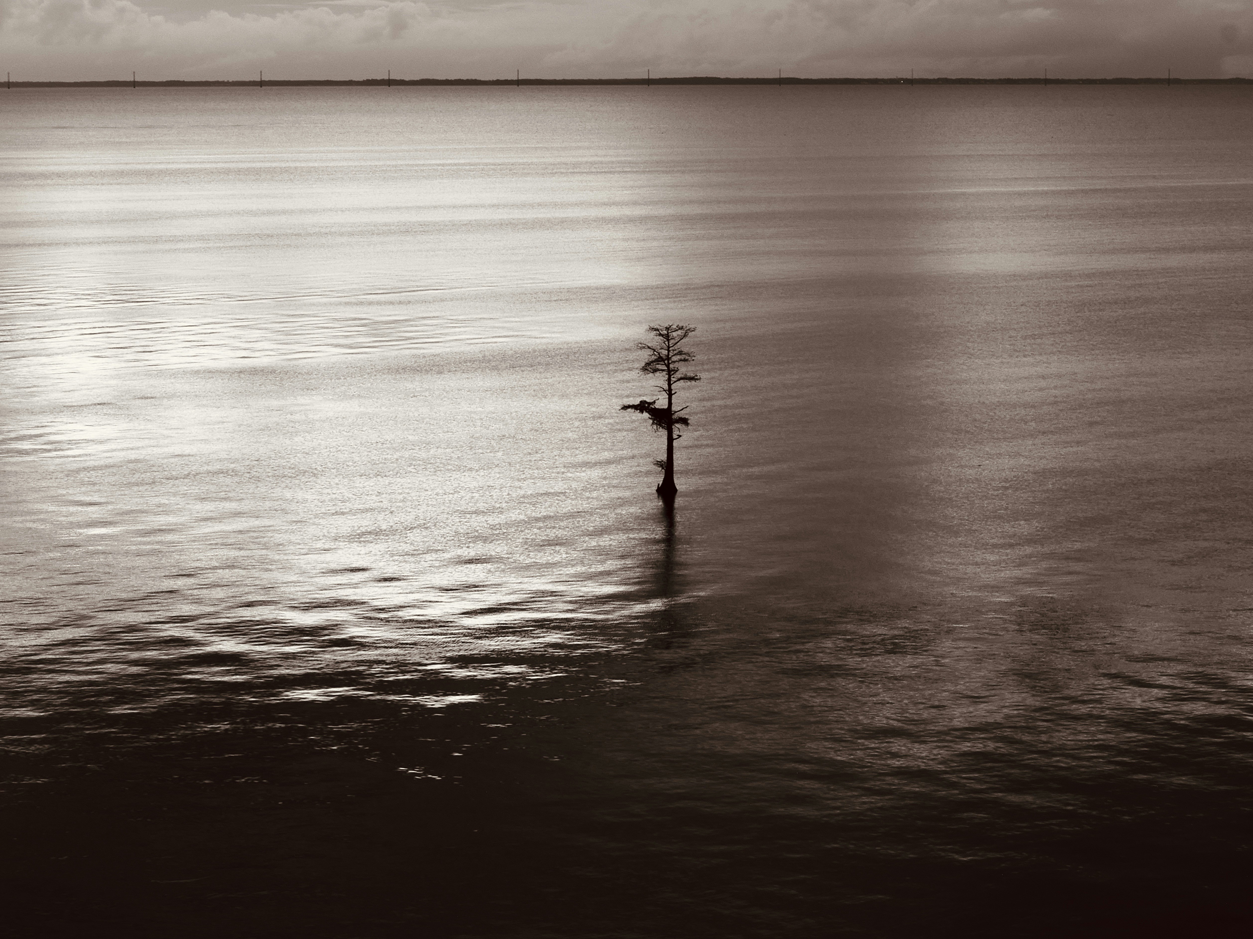 Silent Sentinel: A Lone Tree Rising from Quiet Waters
