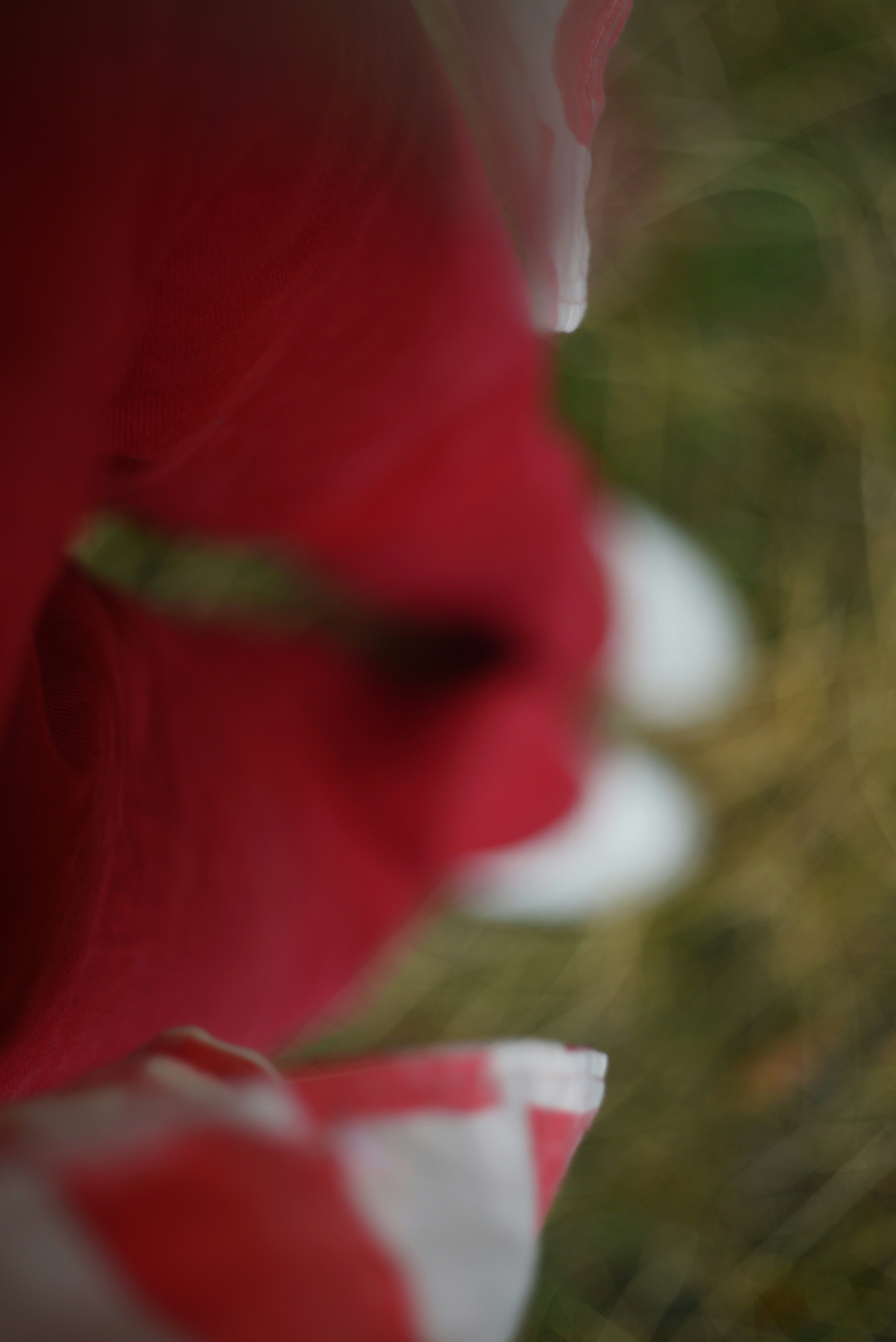 Blurred Petal Geometry: A Macro Study in Red and White