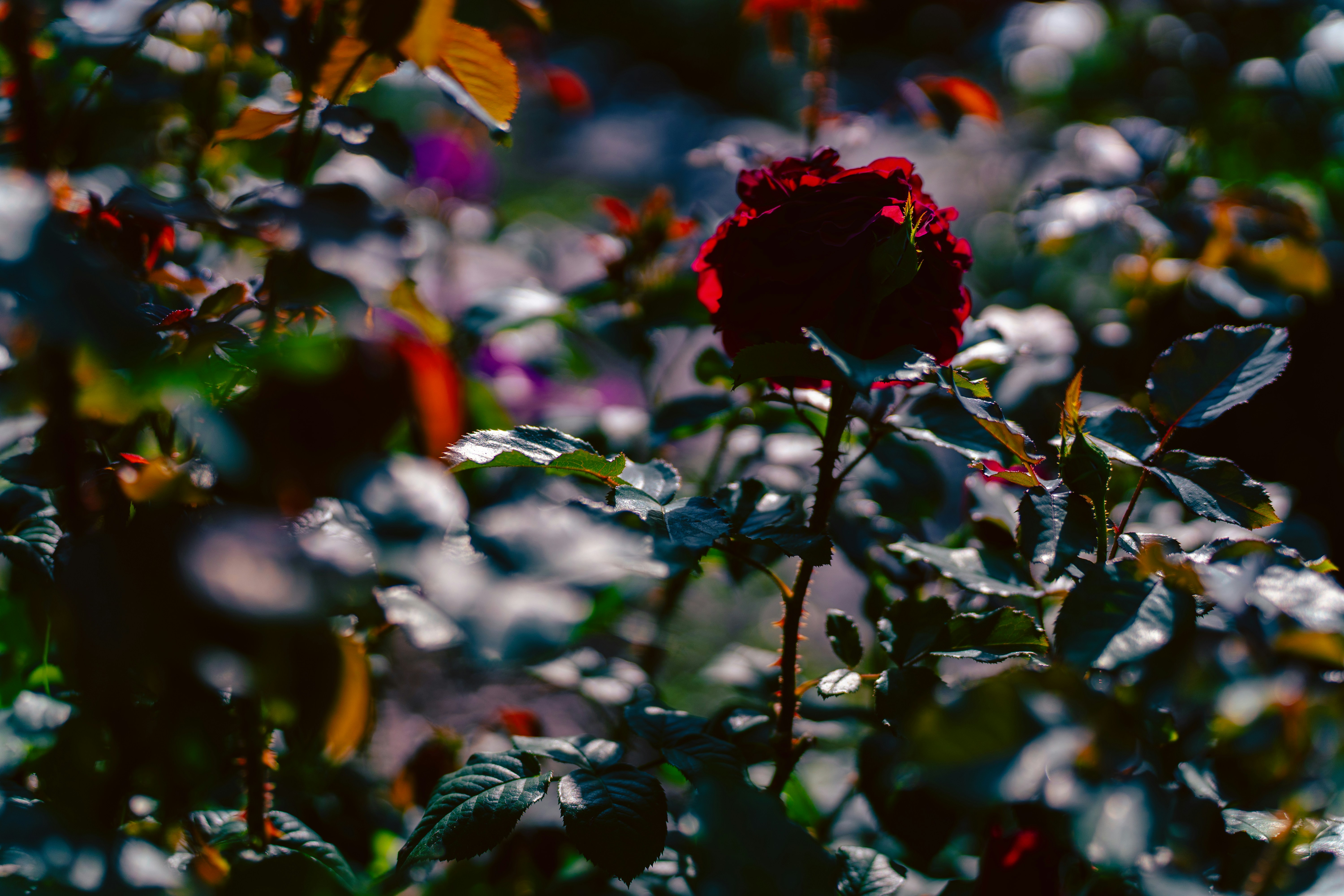 Crimson Rose Amid Dusky Garden Shadows