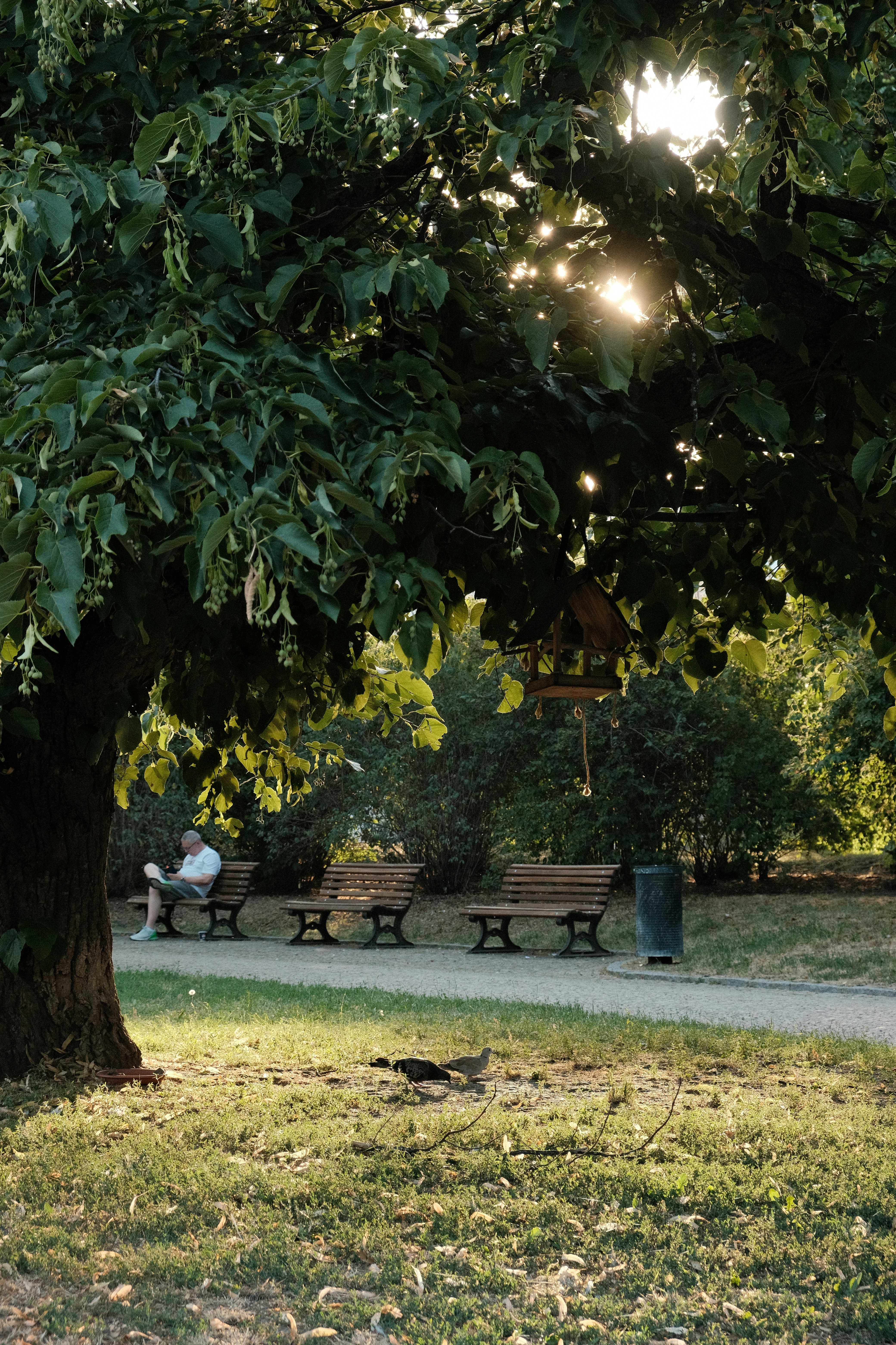 Sunlit canopy over a tranquil park bench gathering