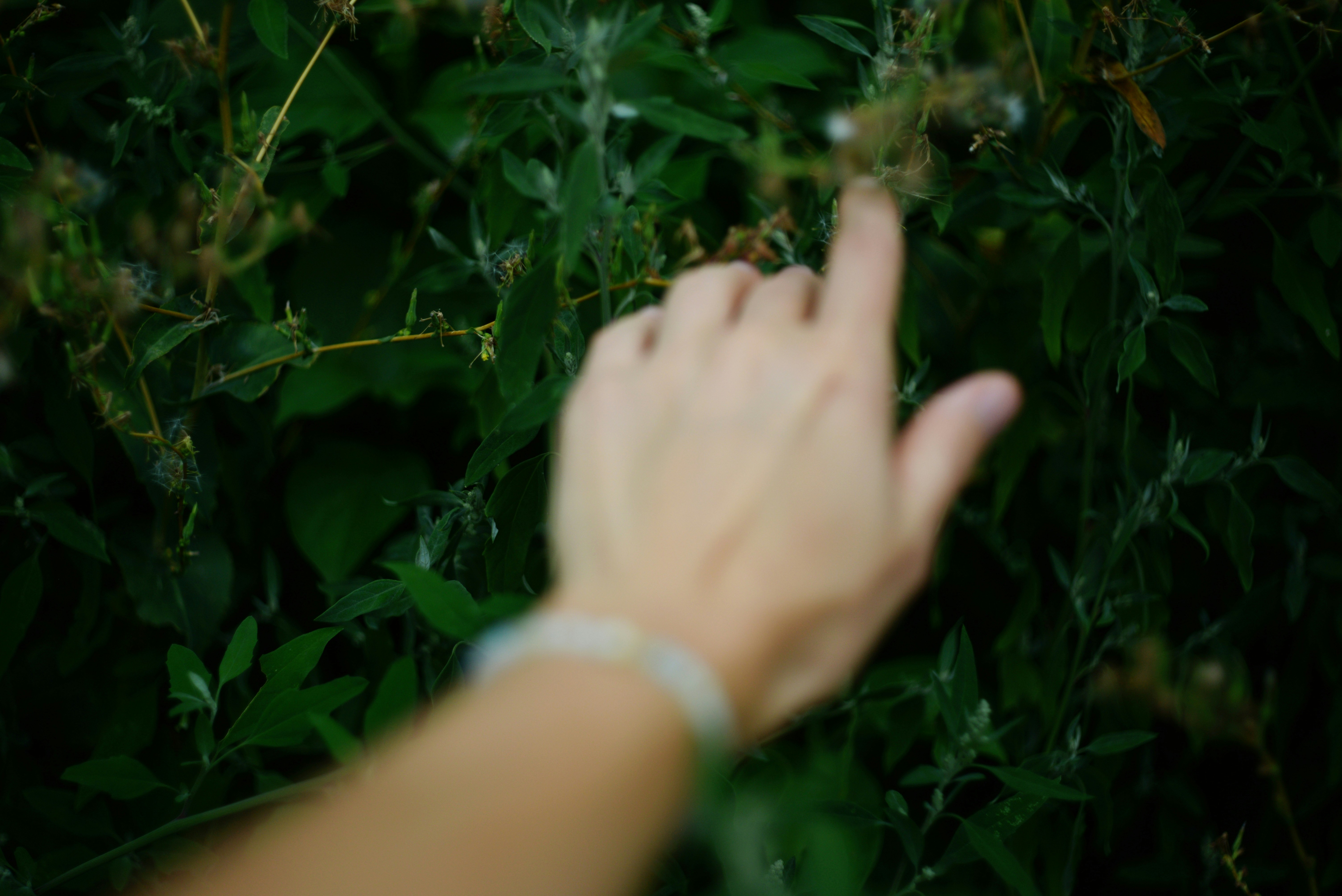 Aimed Reach into Green: A Gentle Hand Amid Dense Foliage