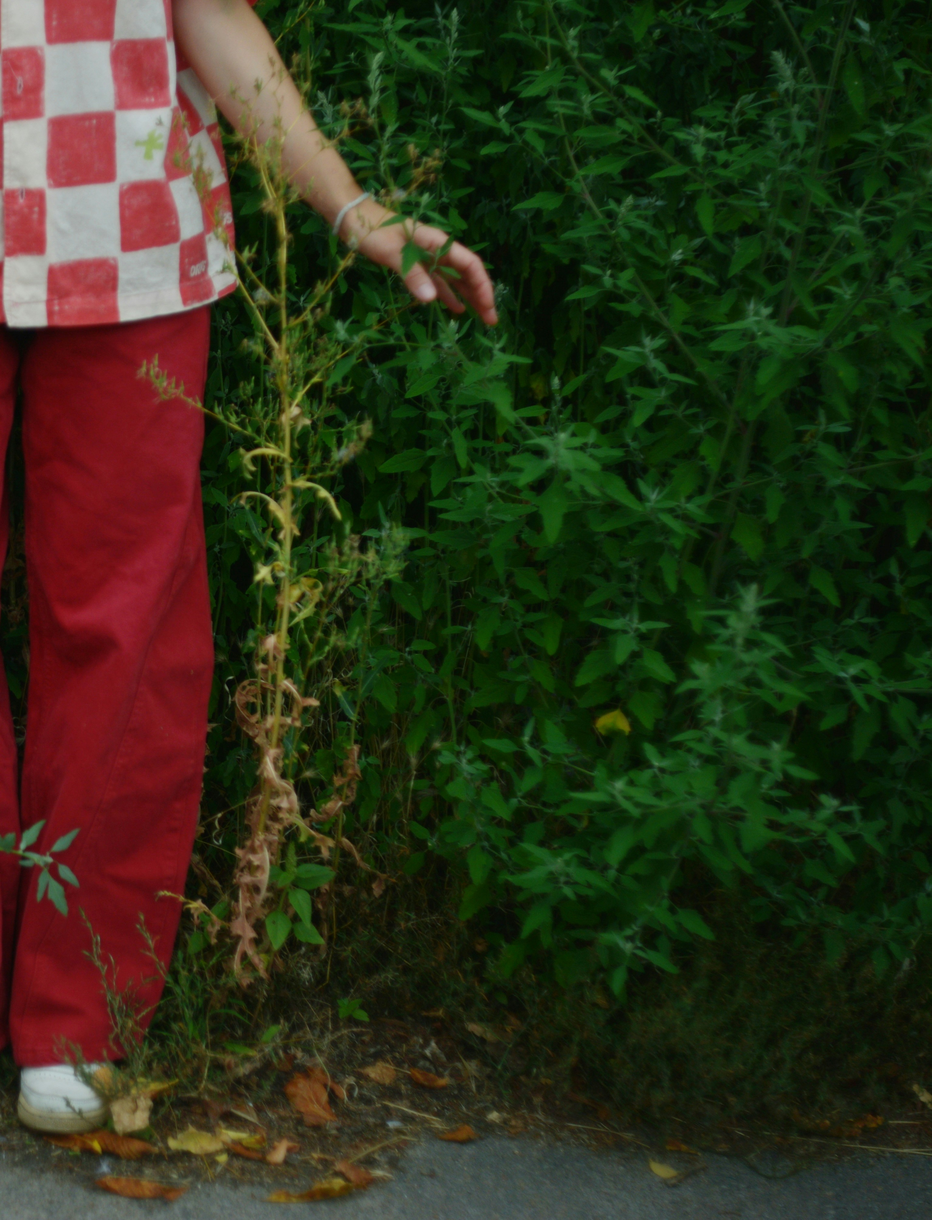 Red-Checkered Sleeve and Hand Among Dense Greenery