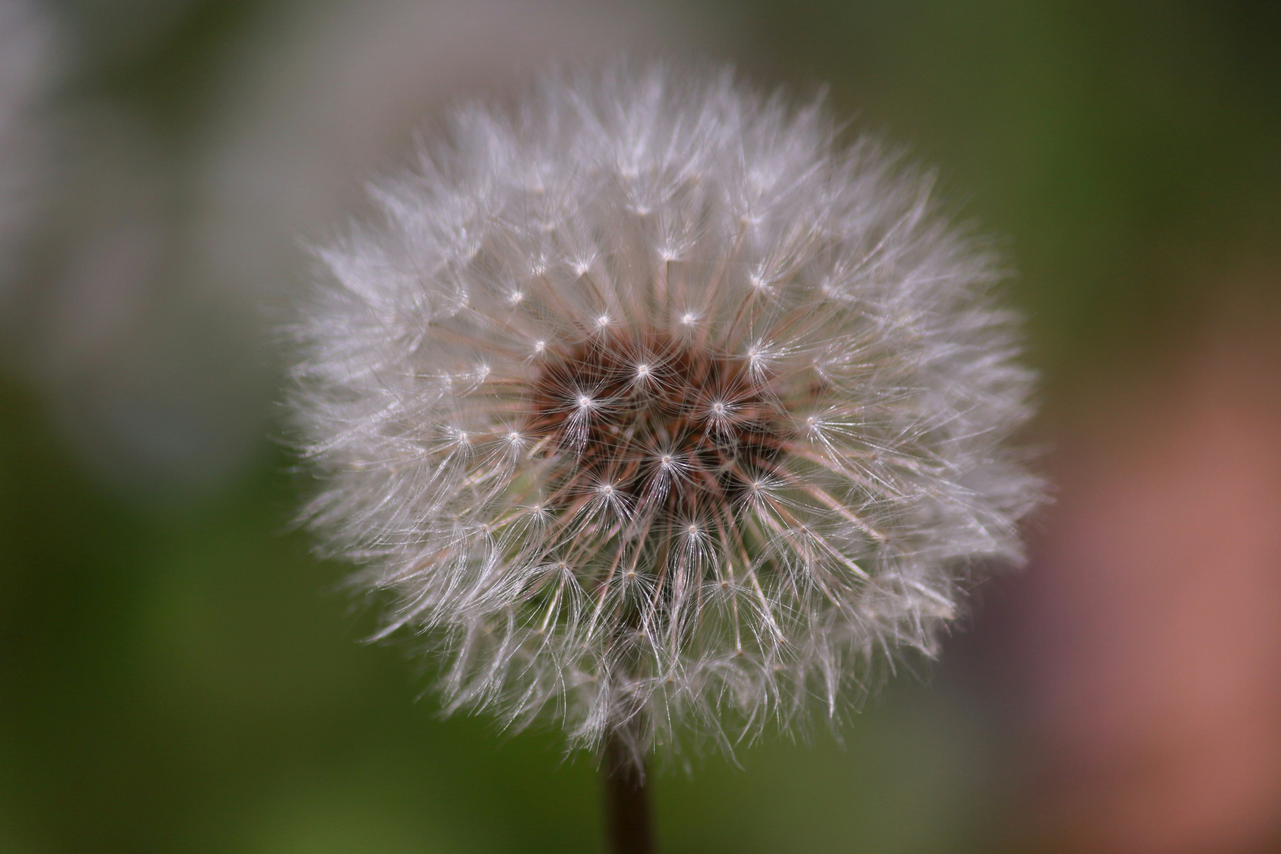 Dandelion Seed Compass in Soft Focus