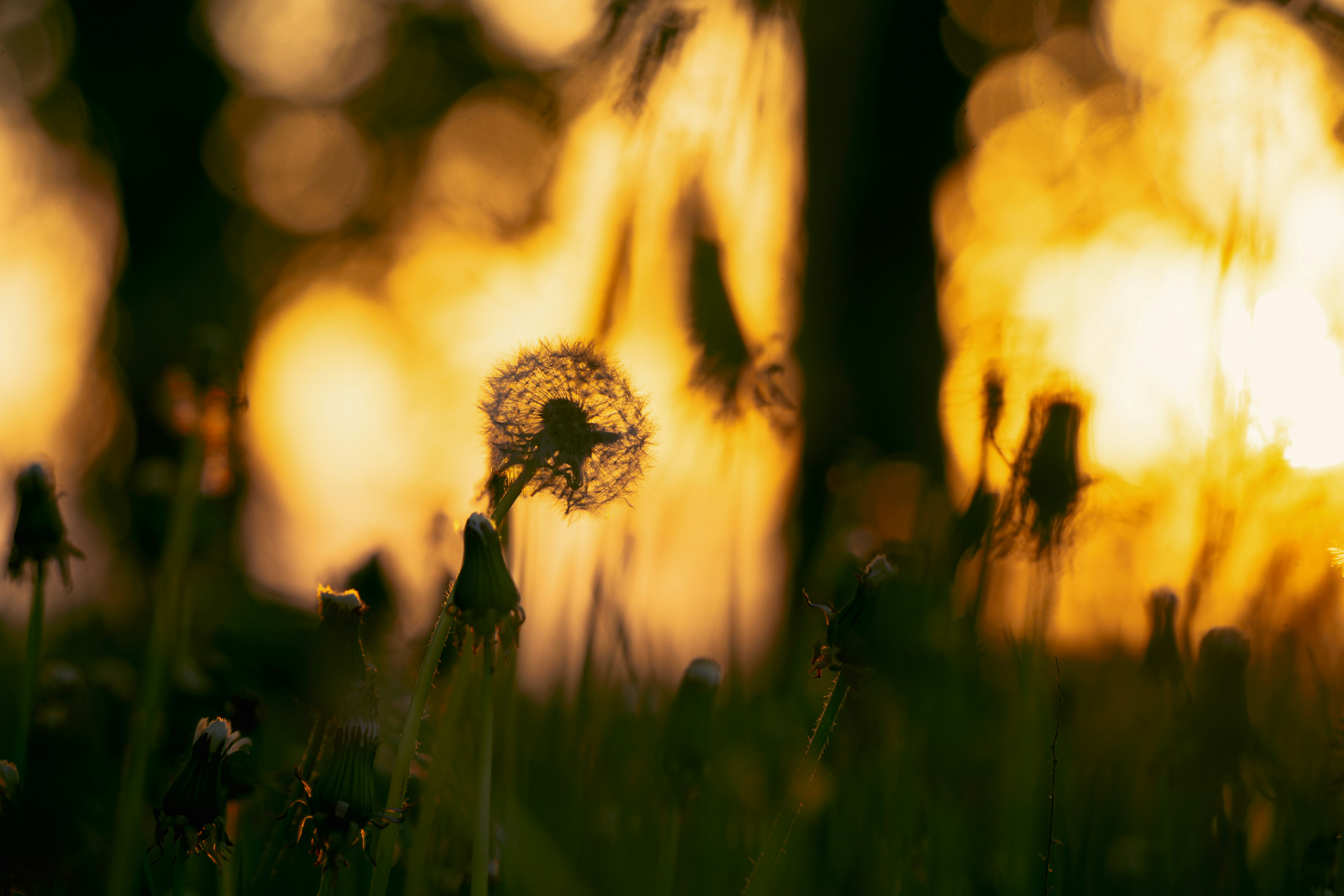 Backlit Dandelion in a Sea of Sunset Haze
