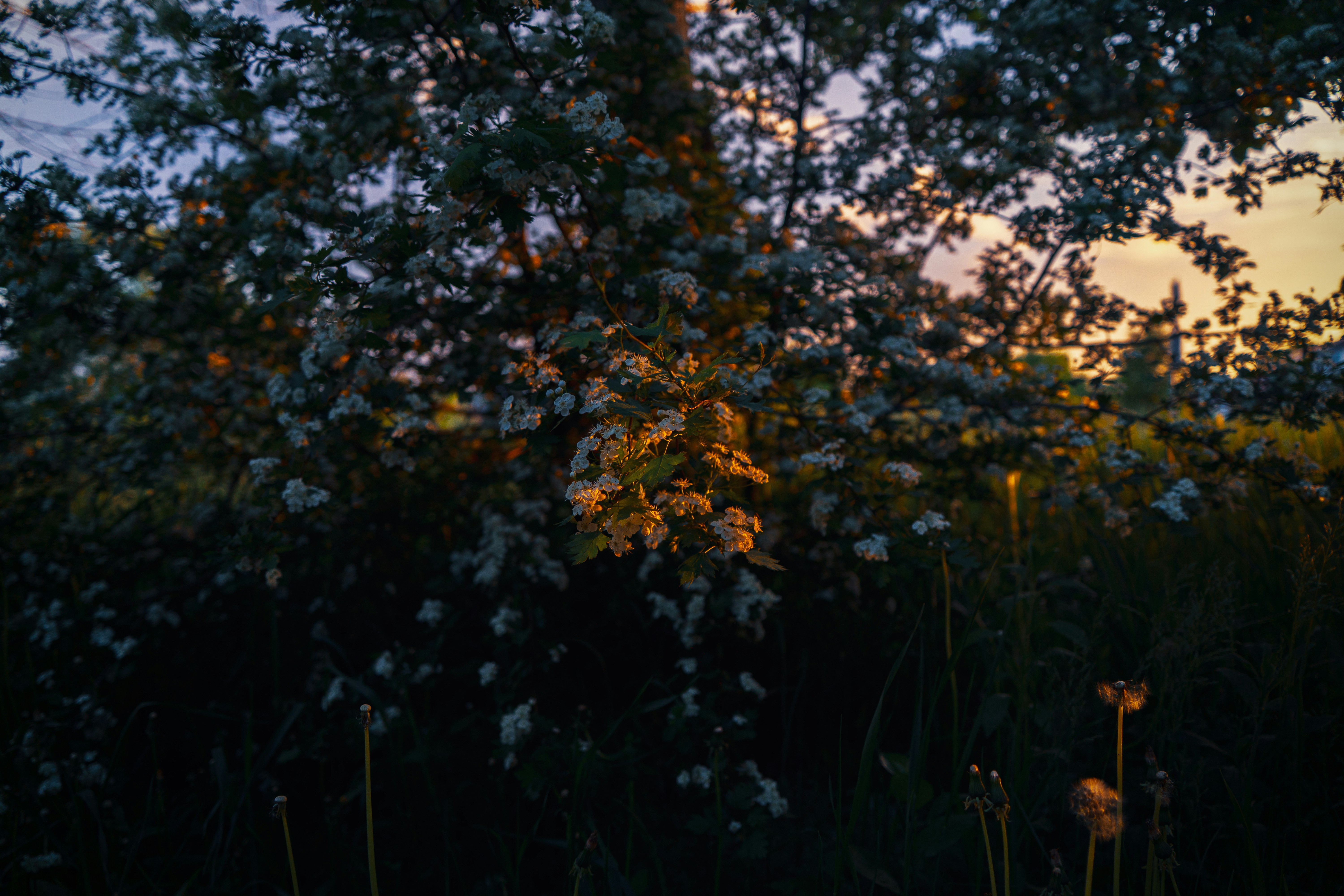 Last Light on a Succulent Bloom Field
