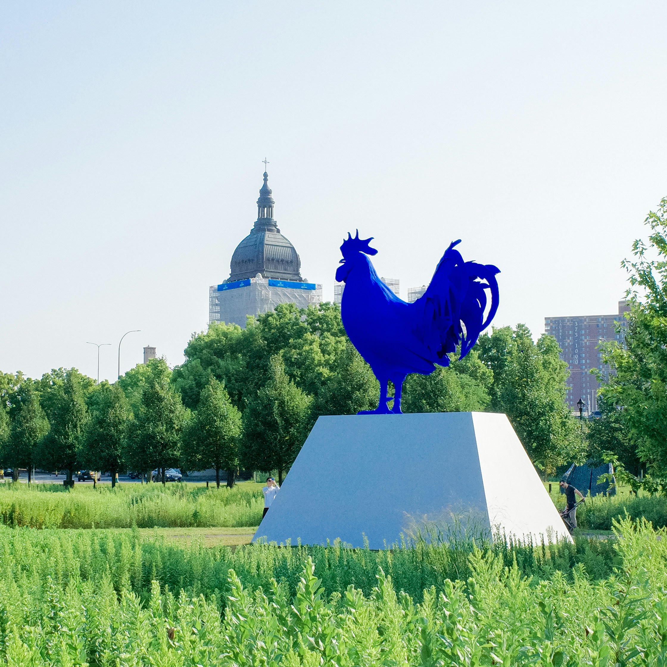 Blue Rooster on a White Pedestal Preludes a Green Park Morning