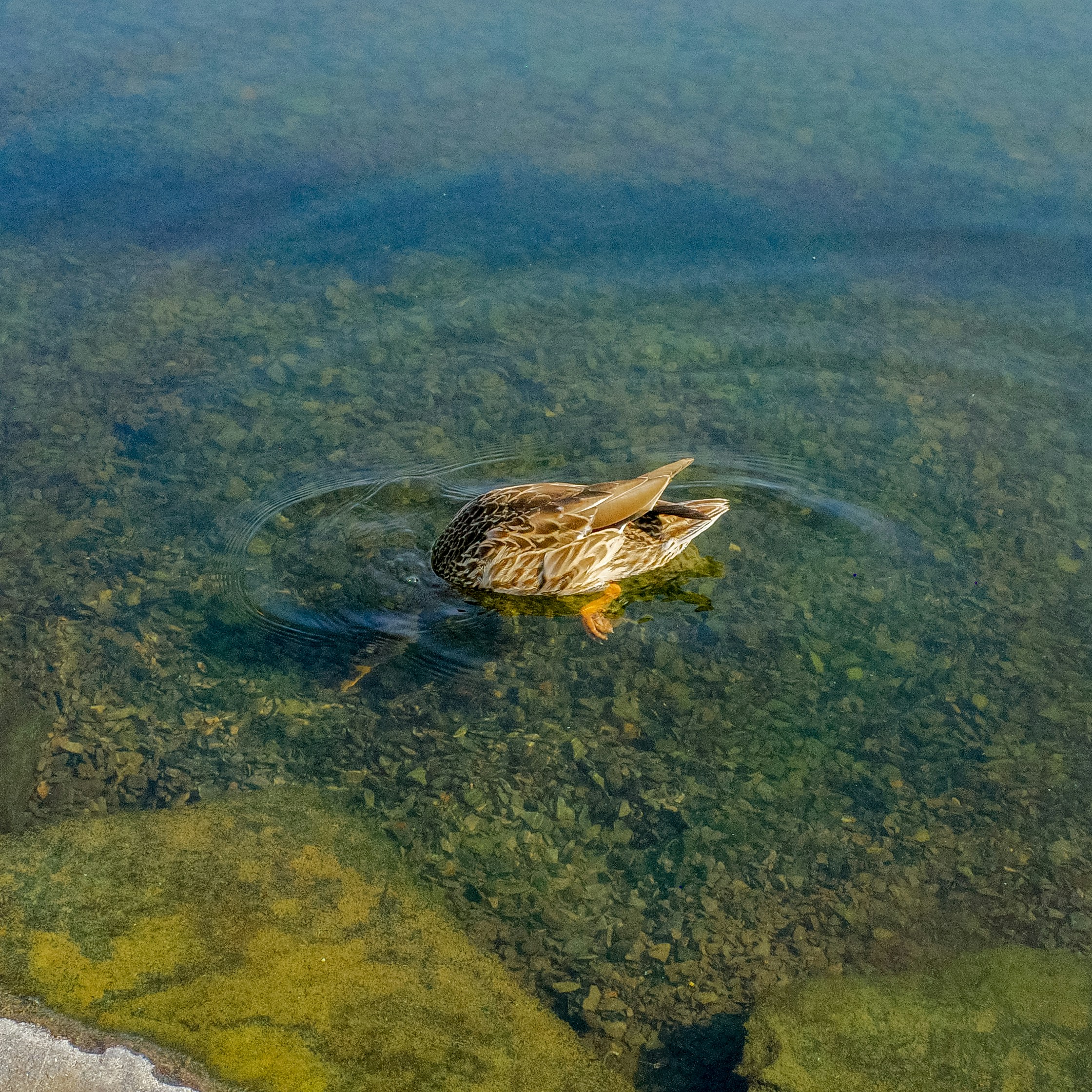 Floating Moment: Duck Pelican Silhouette in Clear Water