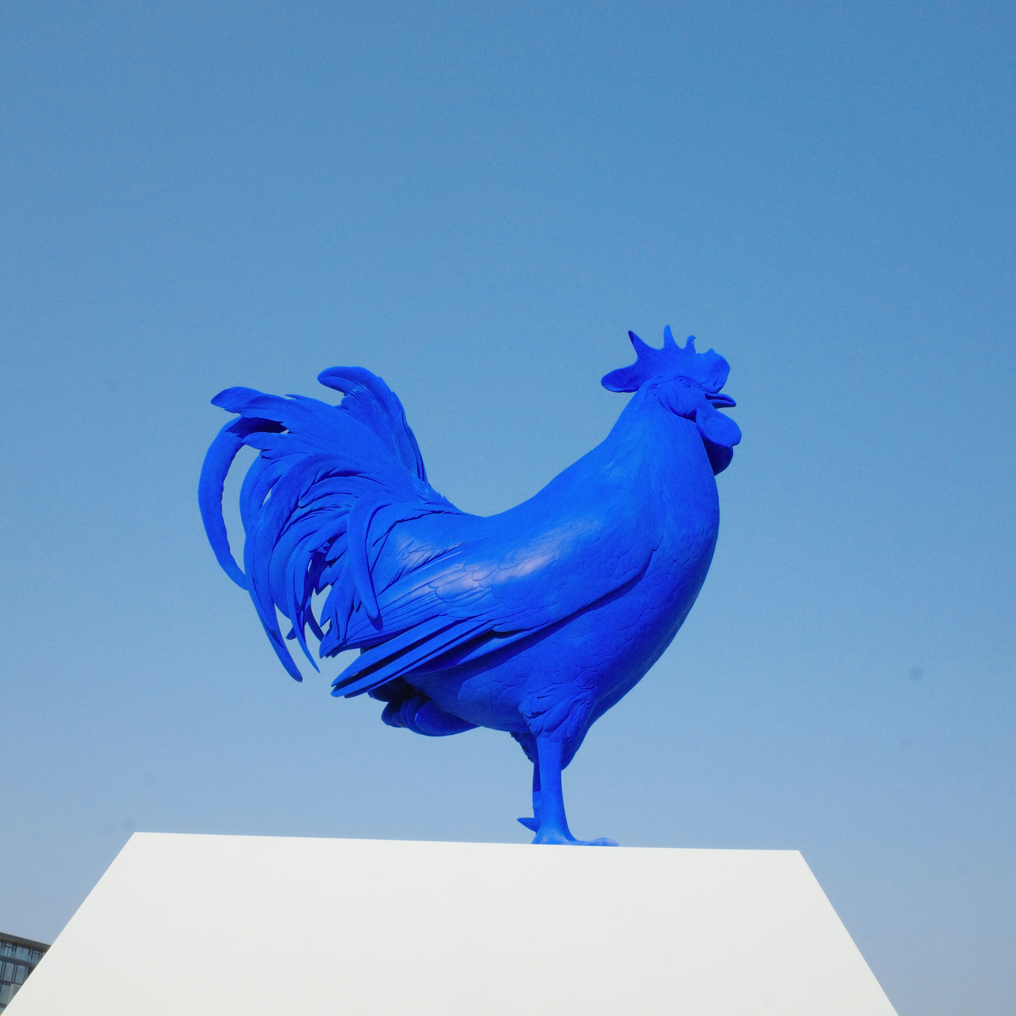Bold blue rooster statue perched on a white pedestal against a cloudless blue sky. A sculptural focal point emphasizing color and form.