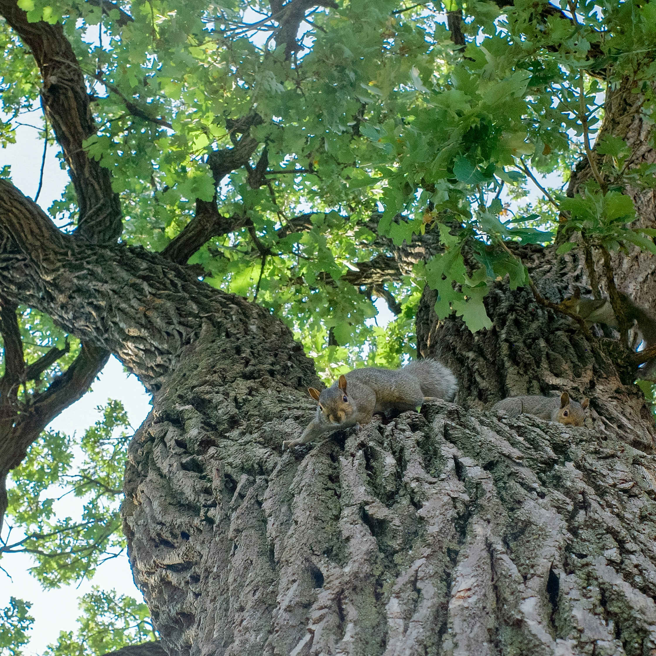 Squirrels at the Sunlit Oak Crown